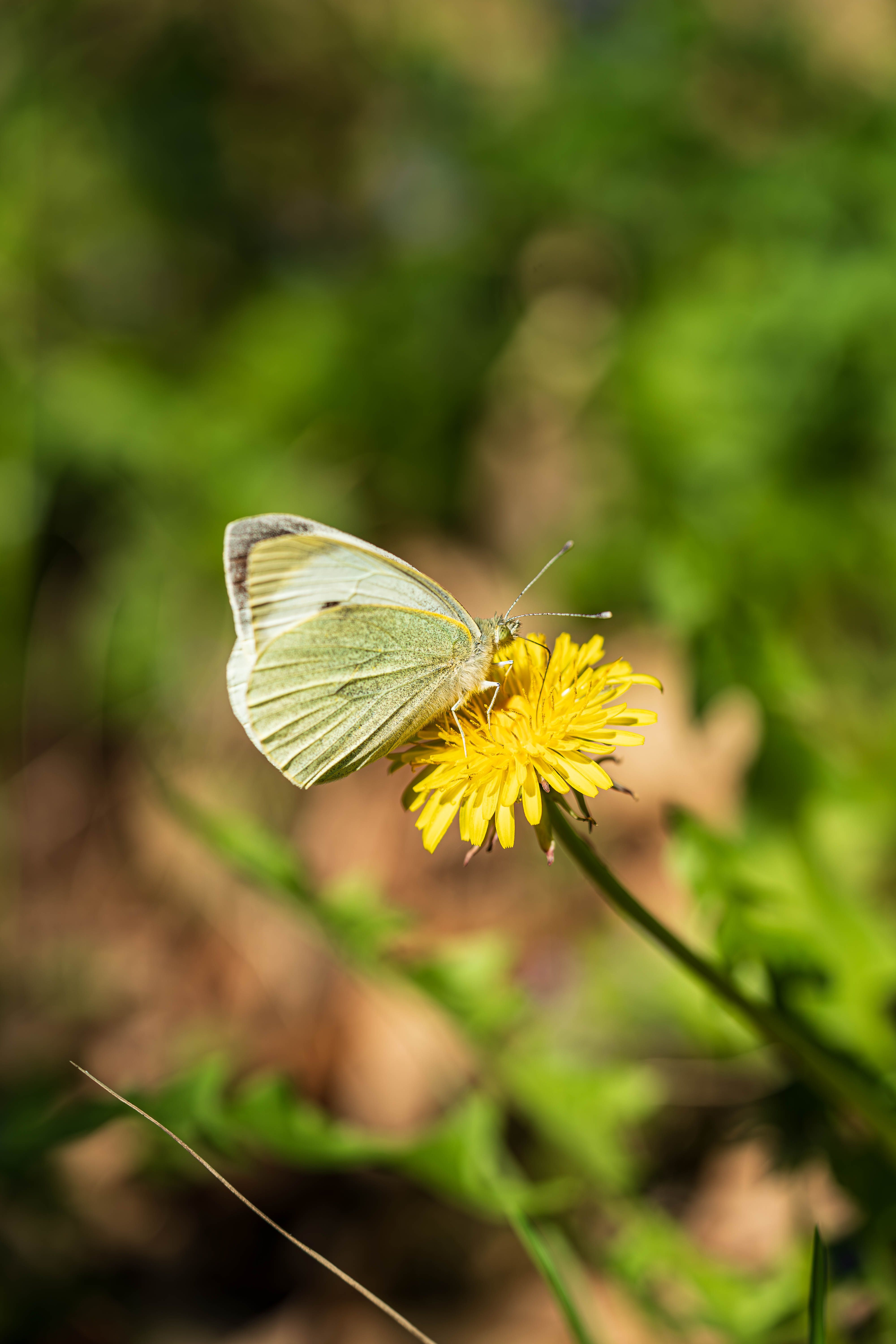 Cabbage White Butterfly on Yellow Dandelion · Free Stock Photo