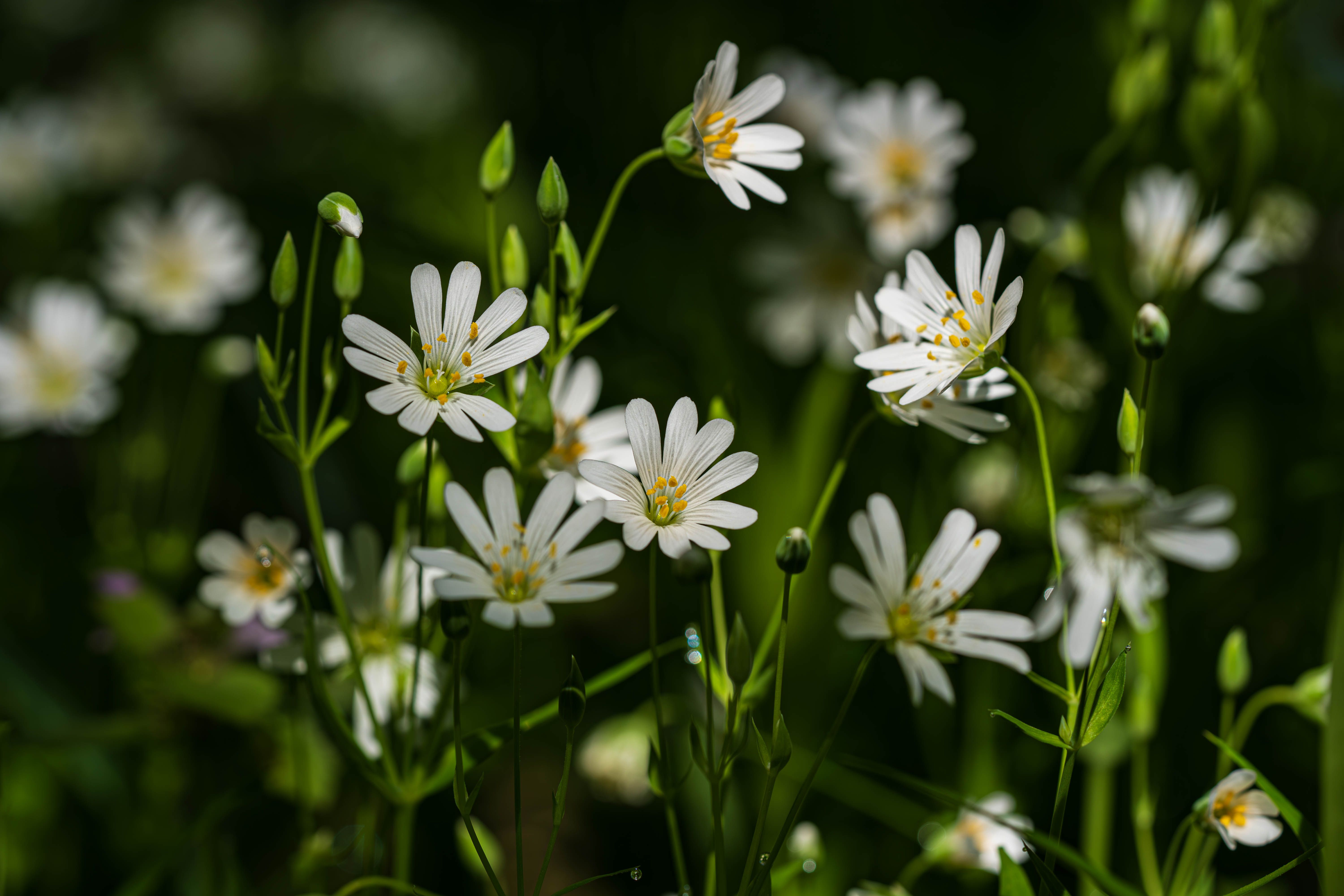 Close-up of White Wildflowers in Bloom · Free Stock Photo