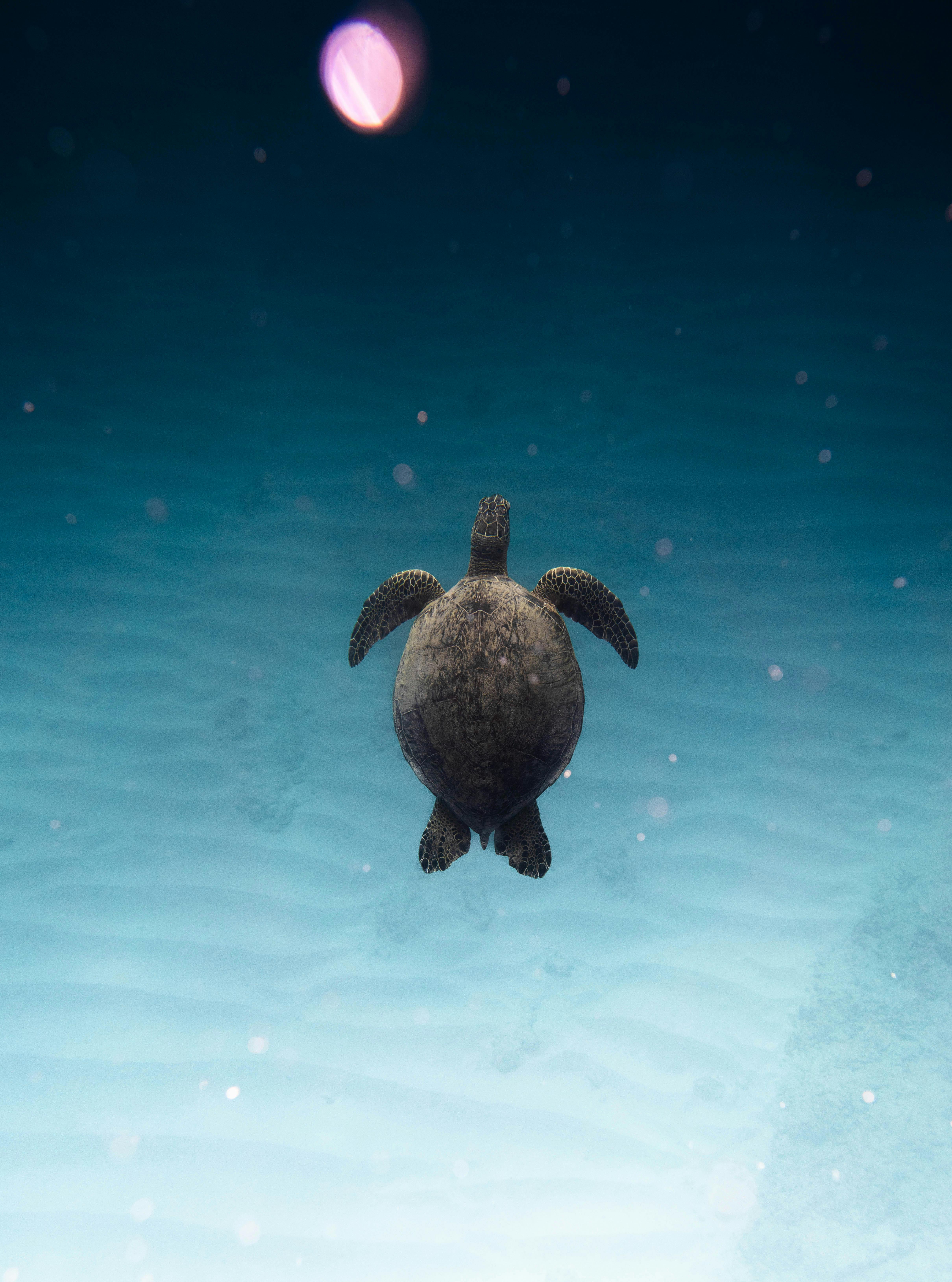Majestic Sea Turtle Swimming Underneath in Hawaii · Free Stock Photo