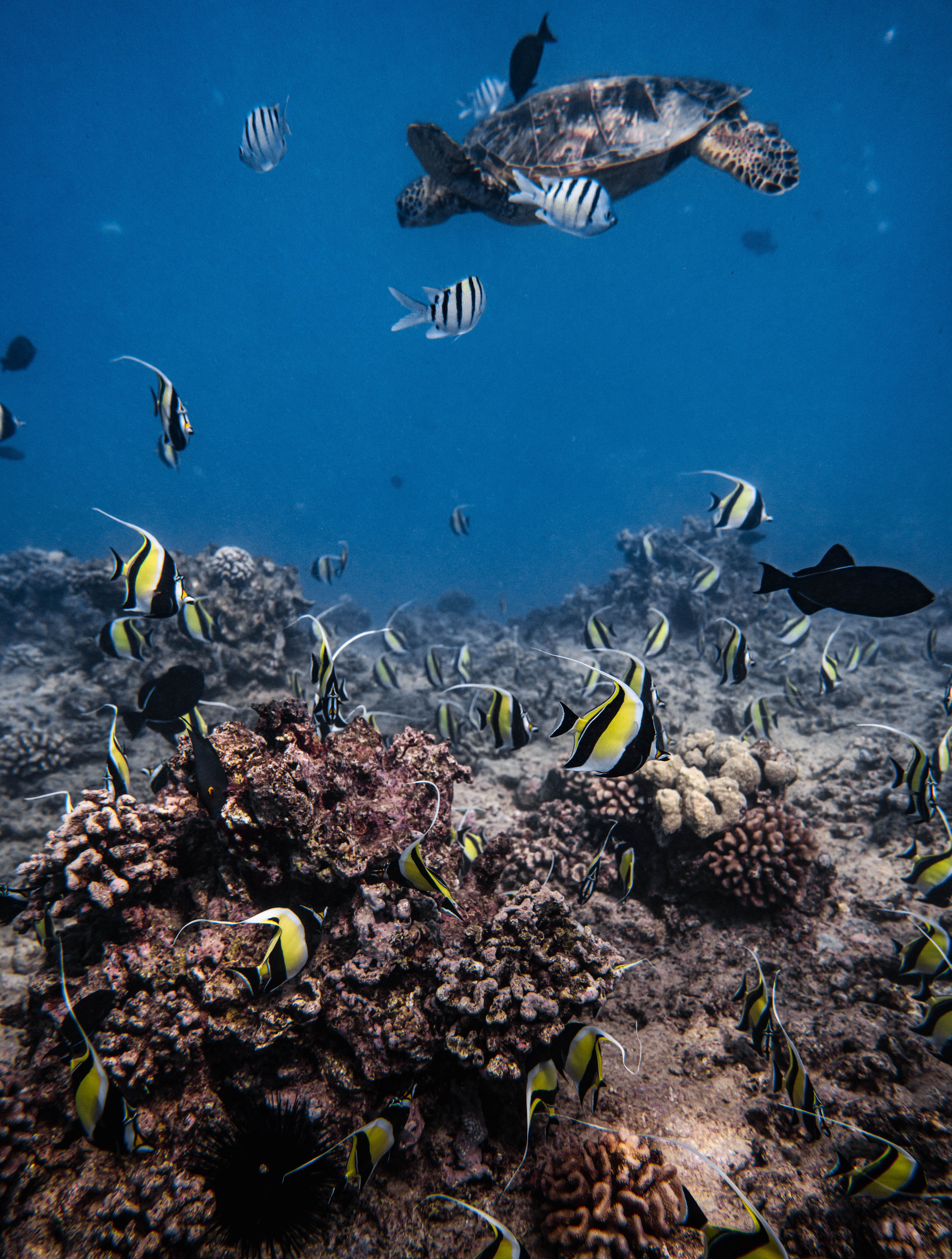Vibrant Marine Life in Hawaiian Coral Reef · Free Stock Photo