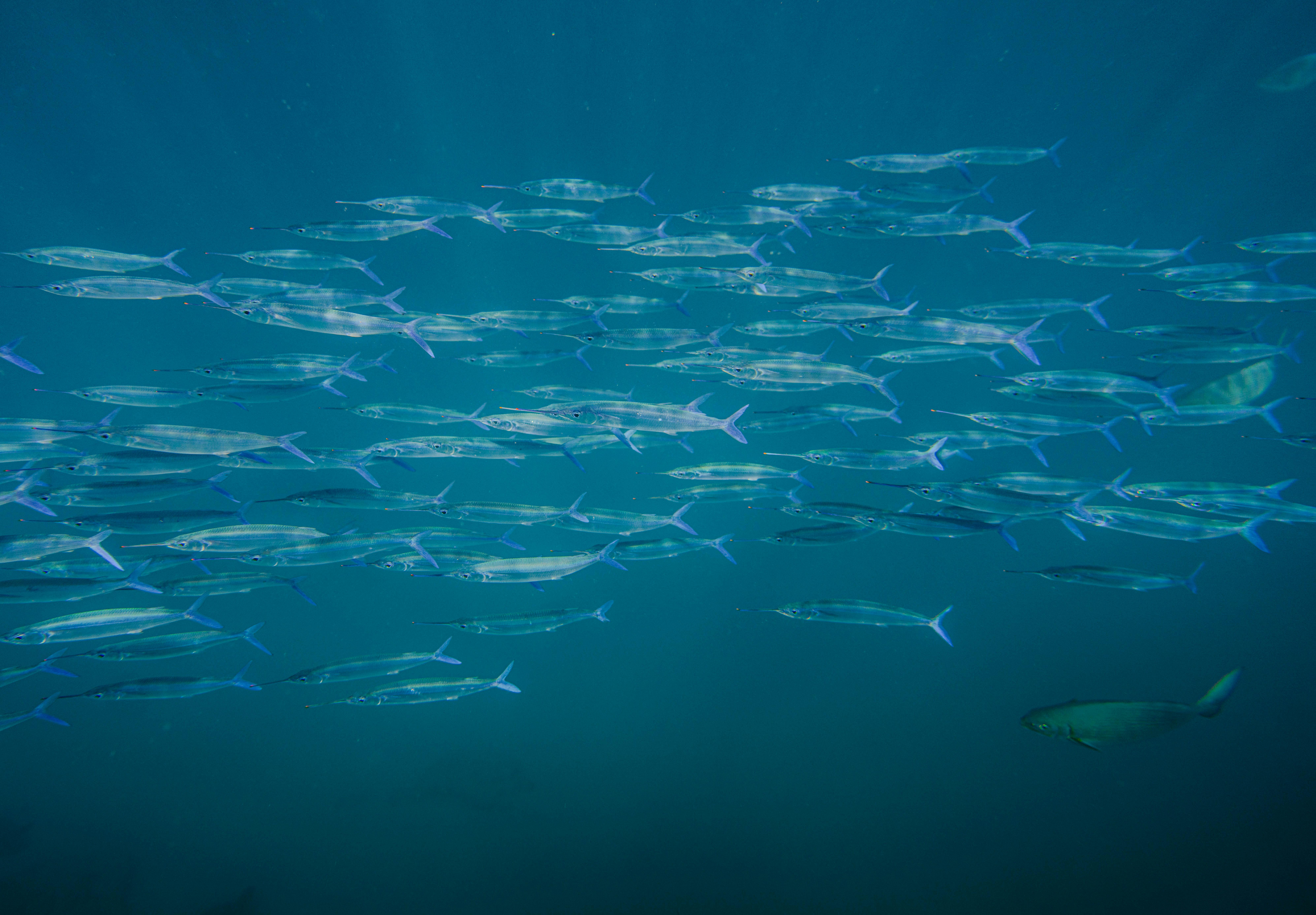 Cardume De Peixes Nadando Debaixo D'água No Havaí · Foto profissional ...