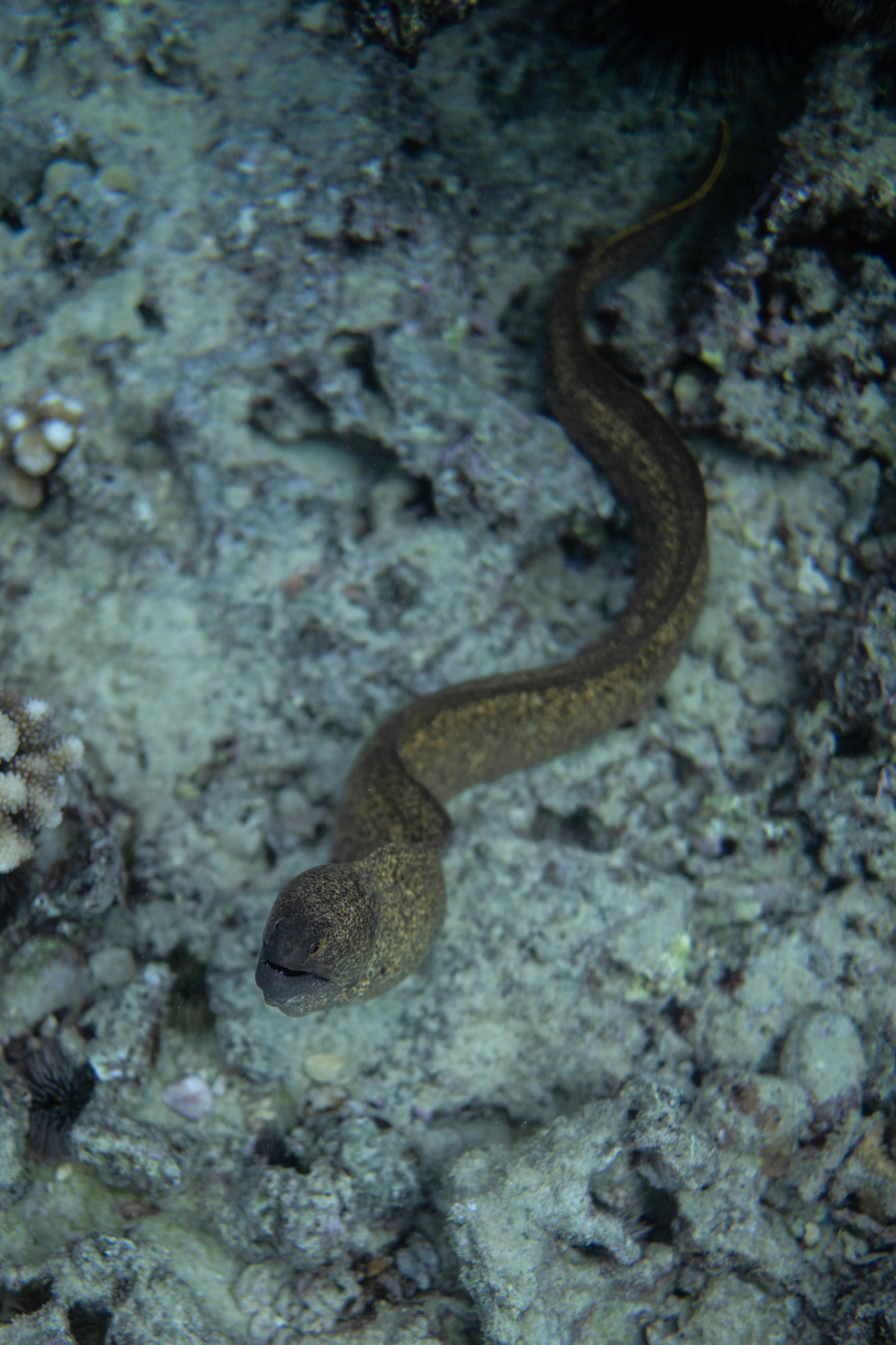 Hawaiian Reef with Moray Eel Underwater · Free Stock Photo
