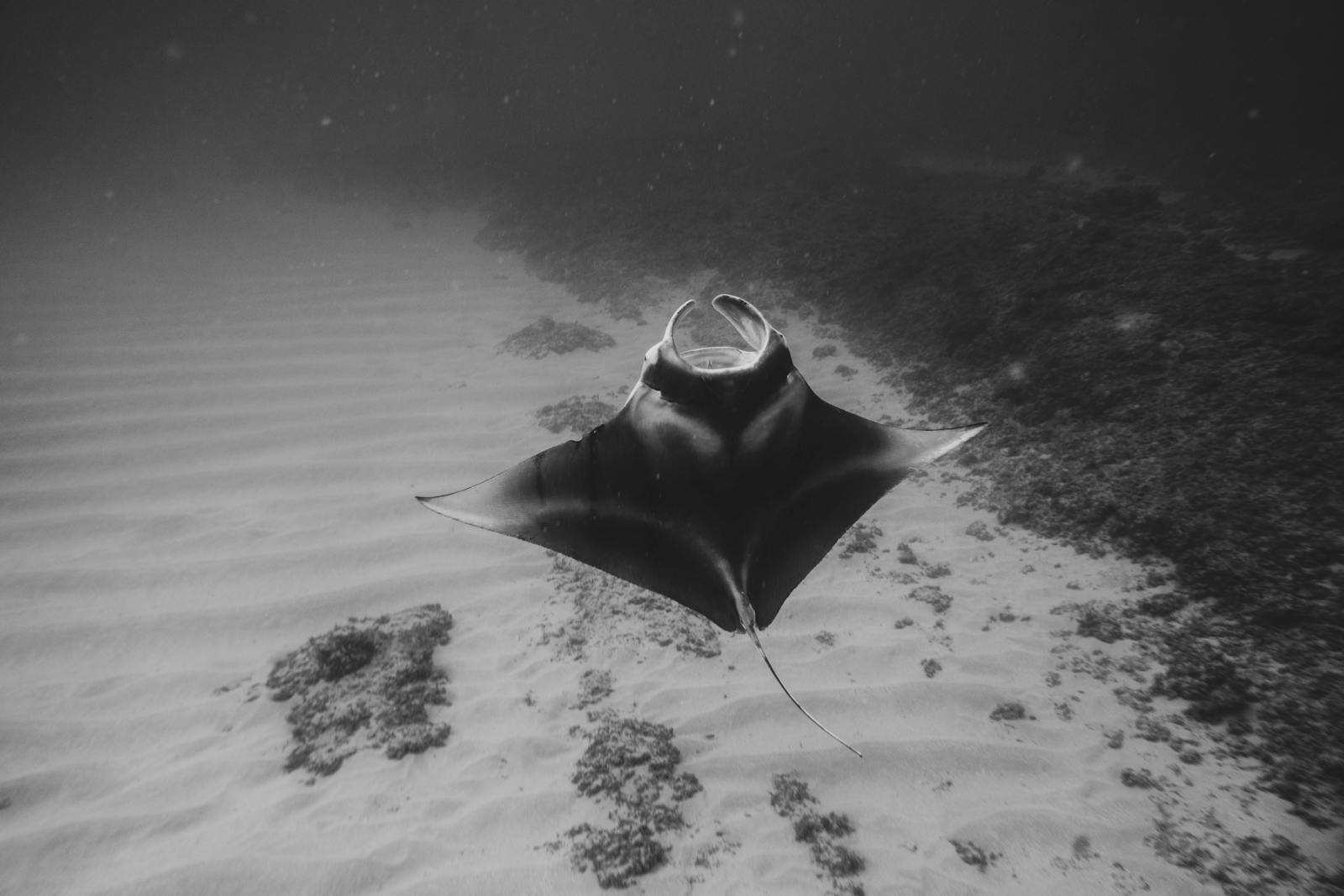 Manta Ray Photos, Download The BEST Free Manta Ray Stock Photos & HD Images