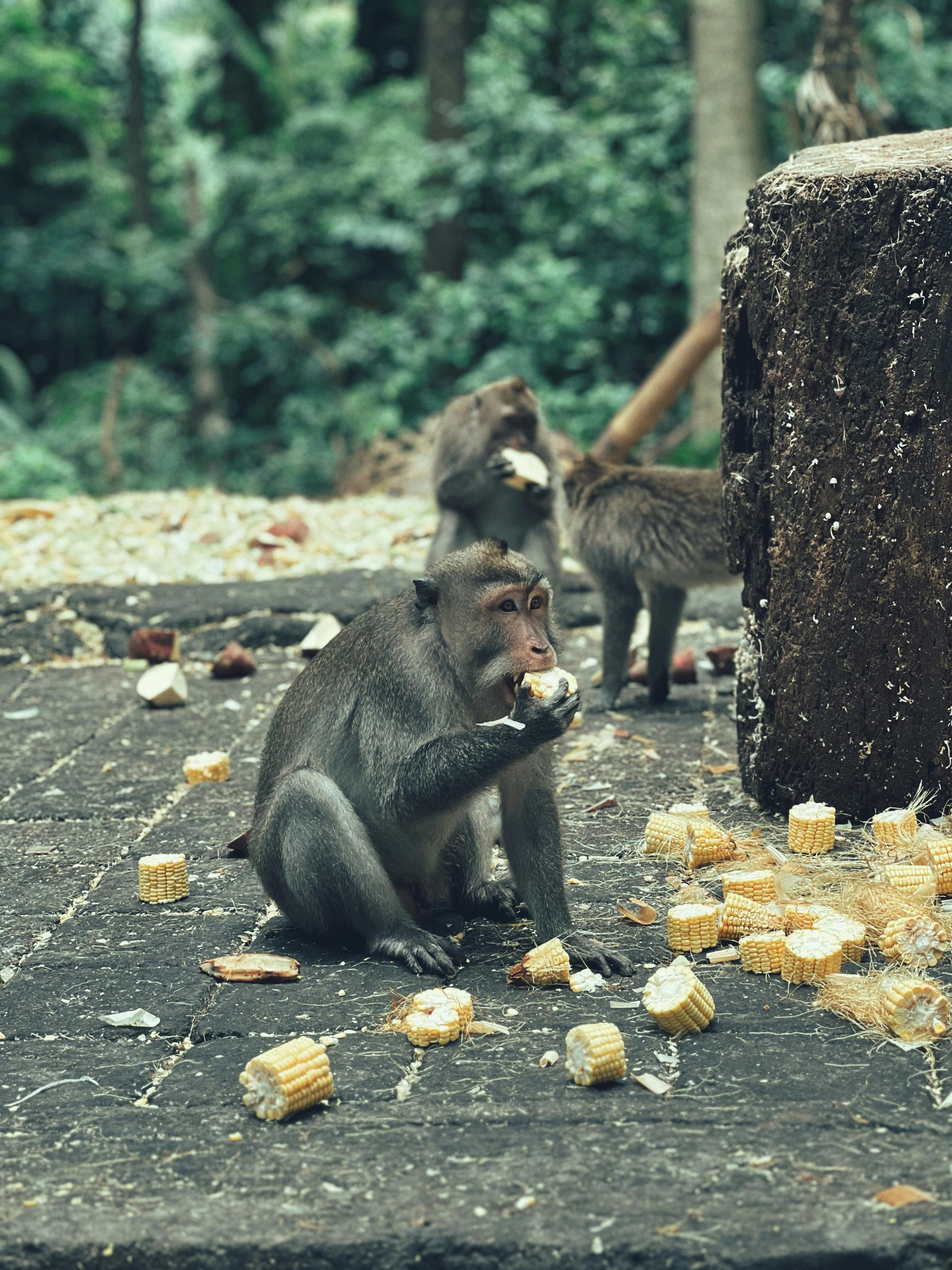 Monkeys Feeding on Corn in Bali's Lush Forest · Free Stock Photo