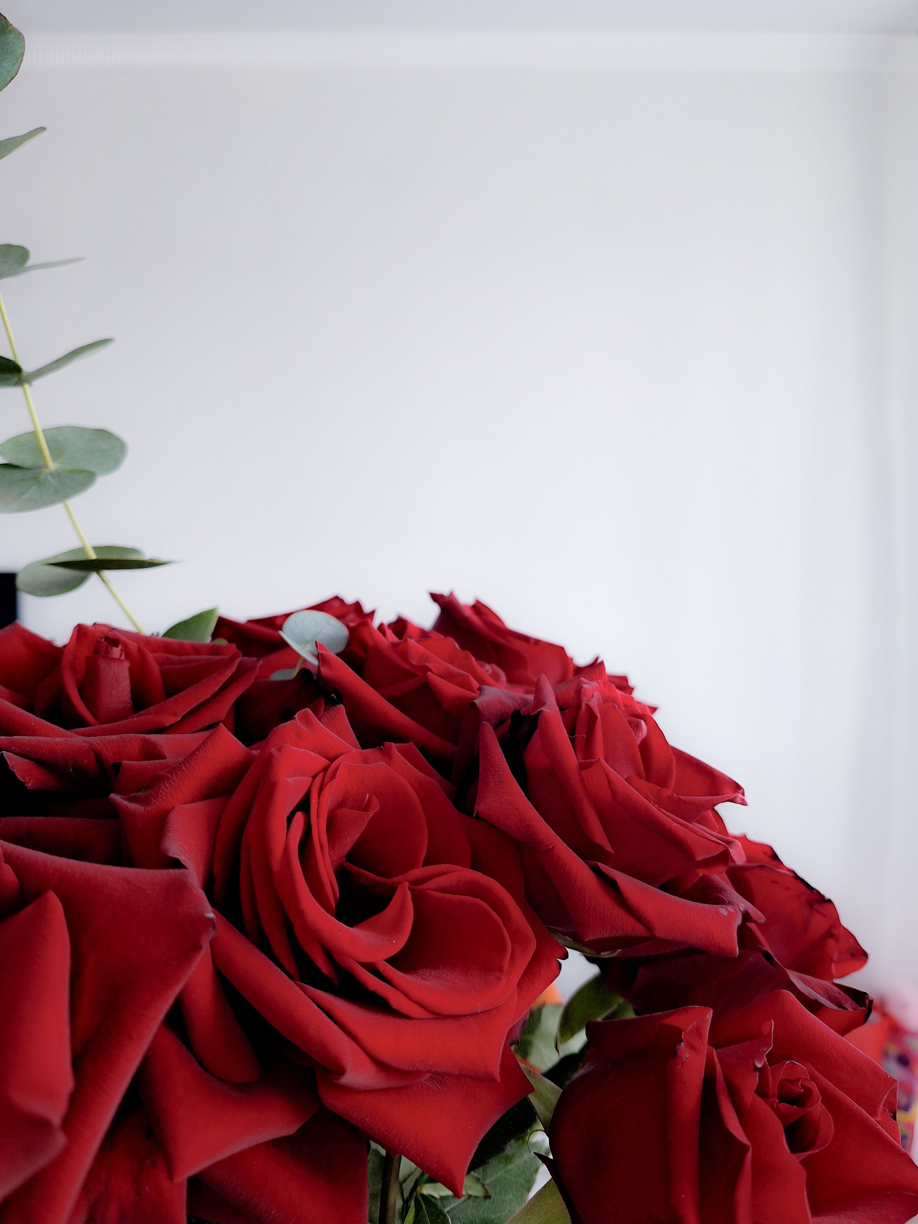 Close-Up of Vibrant Red Roses Indoors · Free Stock Photo