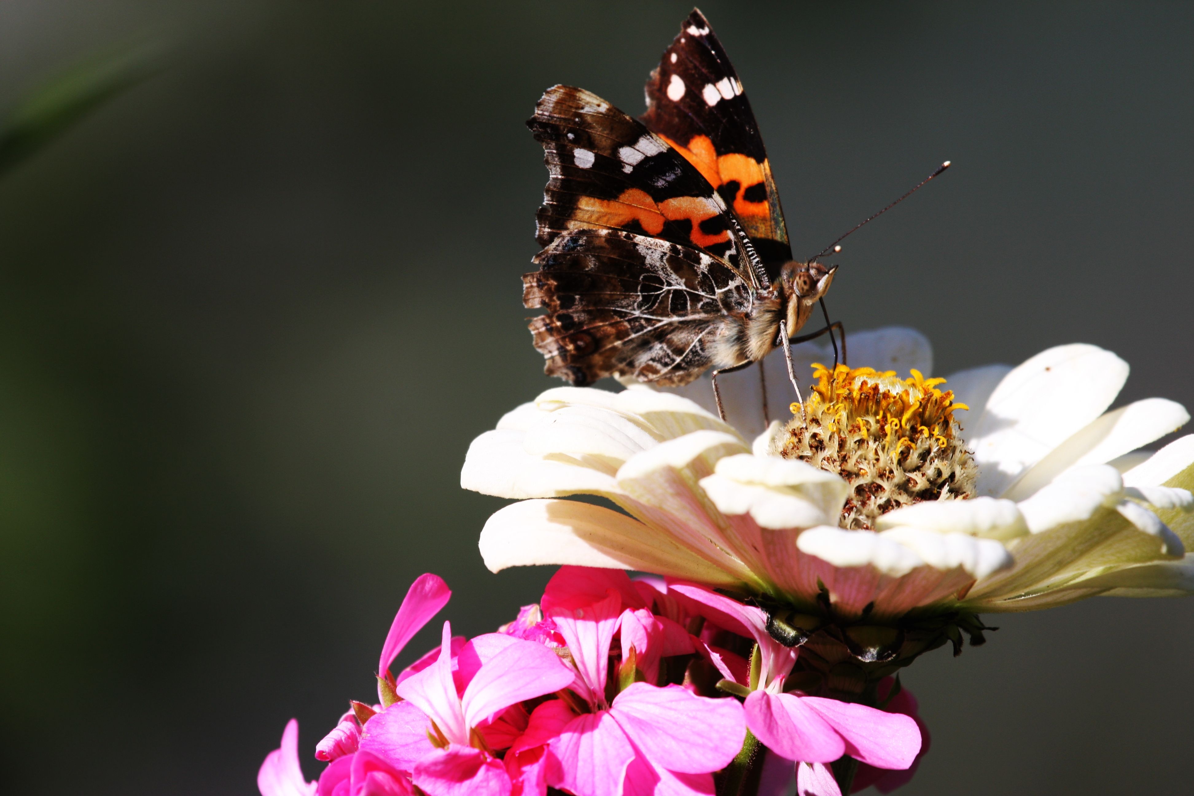 Butterfly Hd Wallpaper Photos, Download The BEST Free Butterfly Hd ...