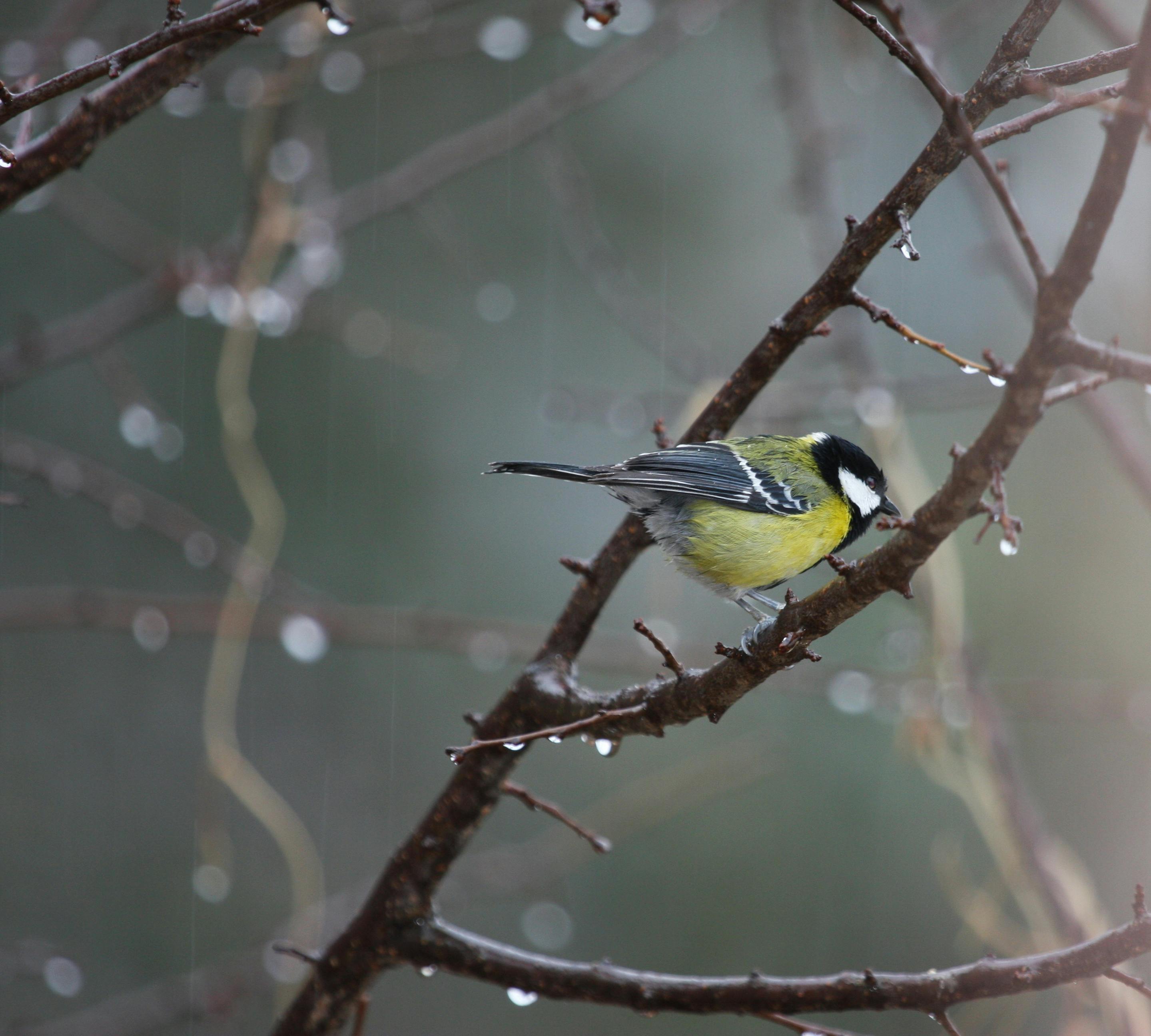 Hd Wallpaper Titli Wallpaper Photos, Download The BEST Free Hd ...