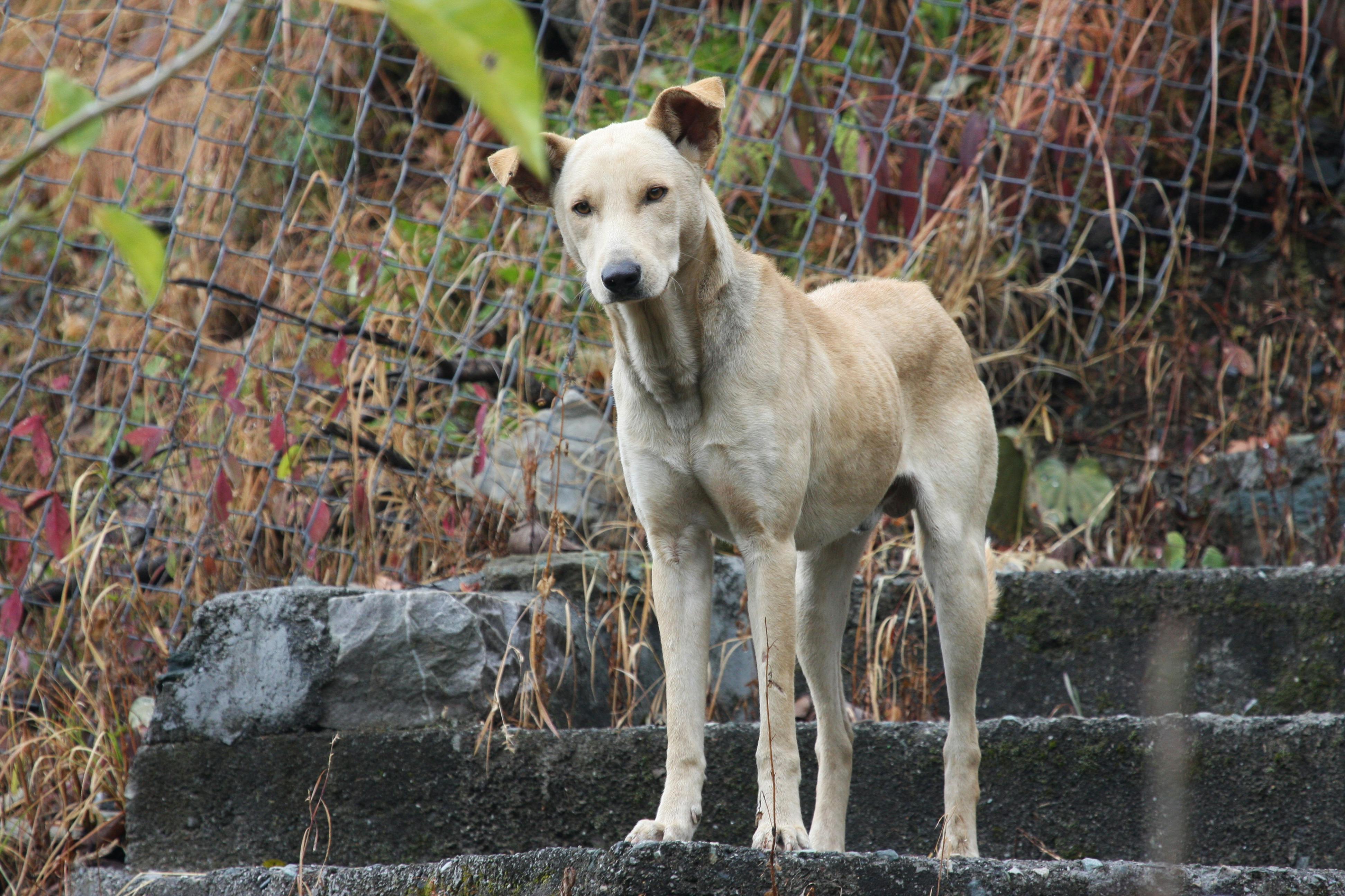 Lone Dog Standing on Stone Steps Outdoors · Free Stock Photo
