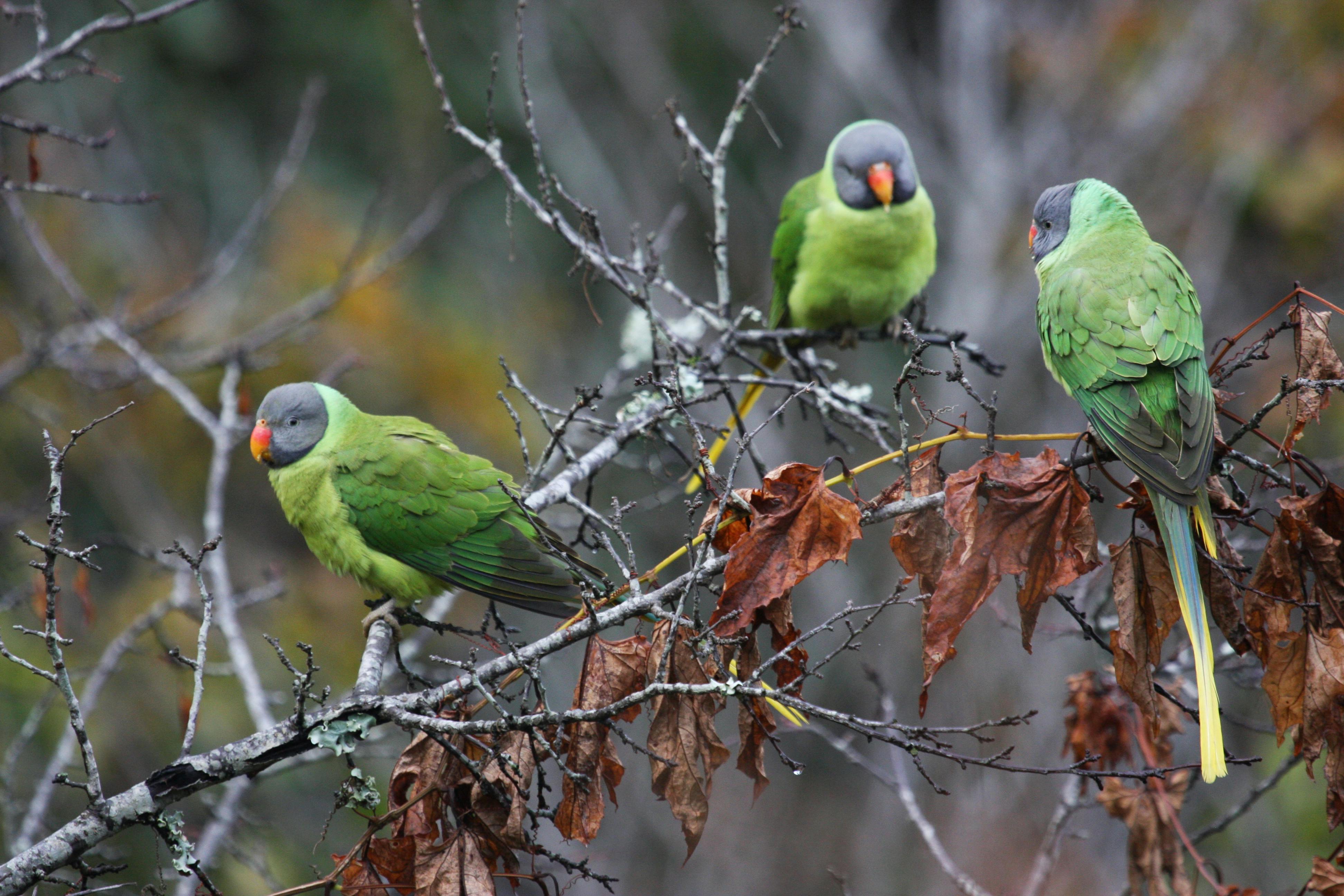 Vibrant Alexandrine Parakeets Perching on Tree Branch · Free Stock Photo