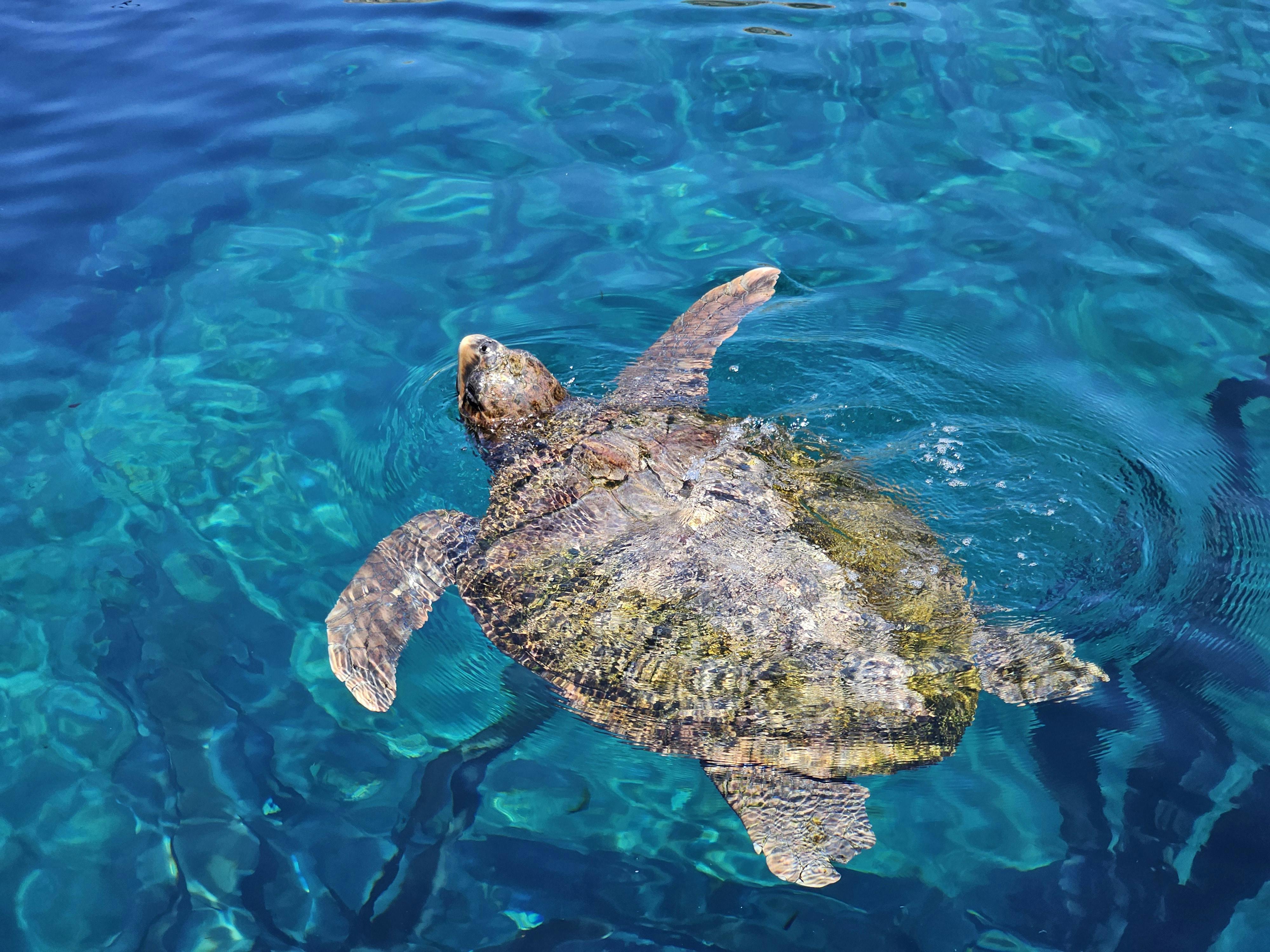 Turtle floating under blue sea water · Free Stock Photo