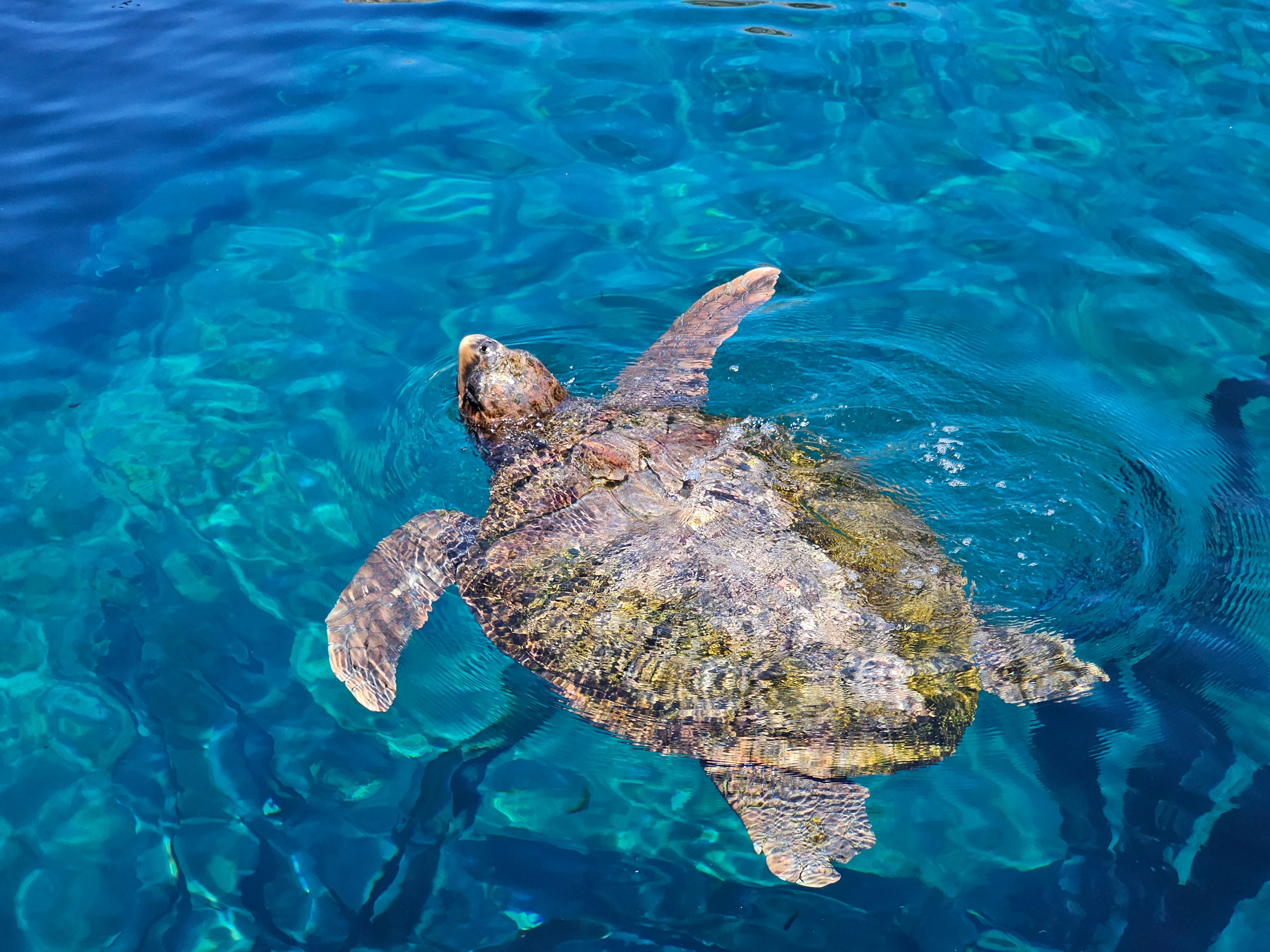 Sea Turtle Swimming in Clear Ocean Waters · Free Stock Photo
