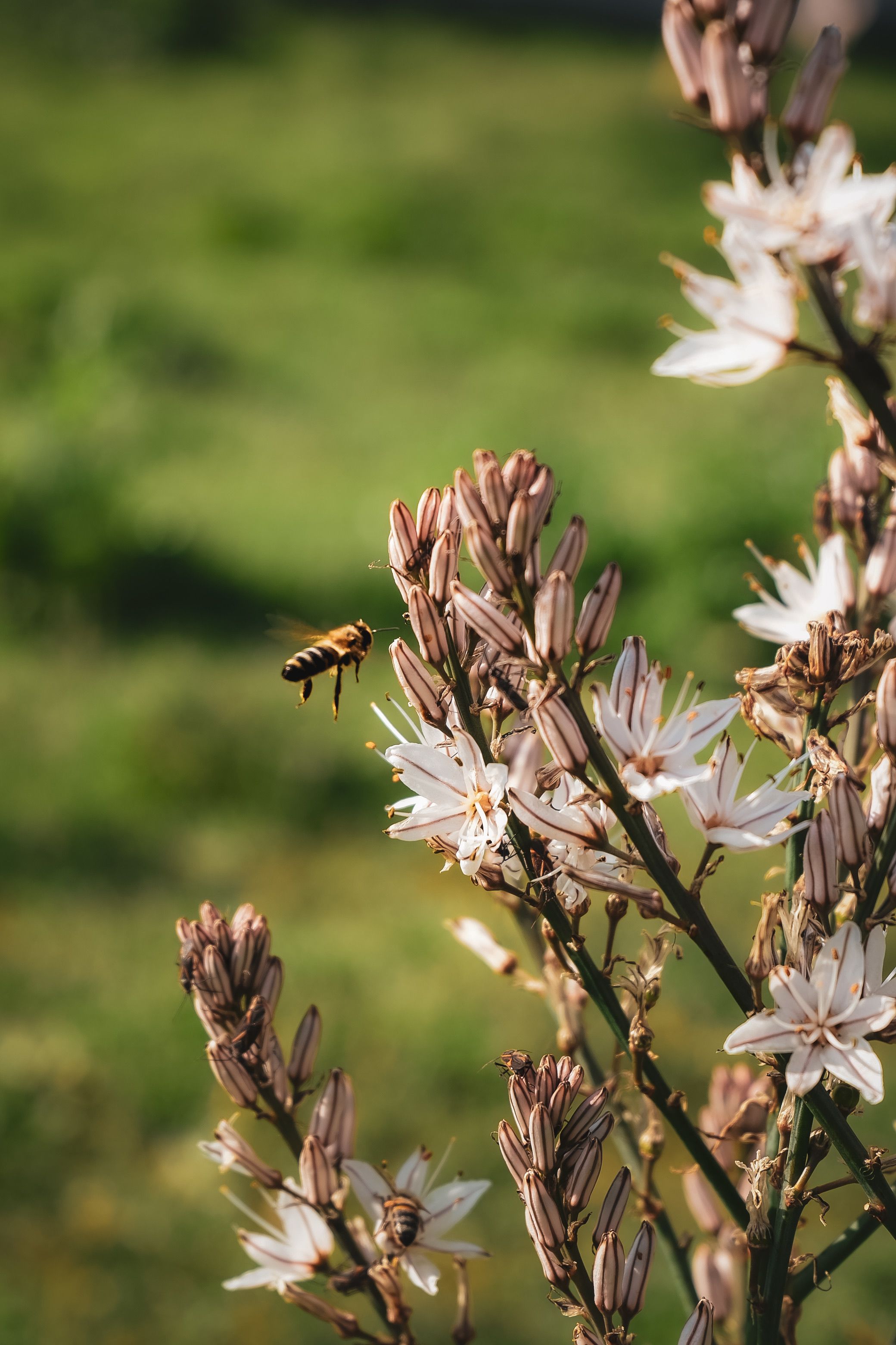 Fate Bee Photos, Download The BEST Free Fate Bee Stock Photos & HD Images