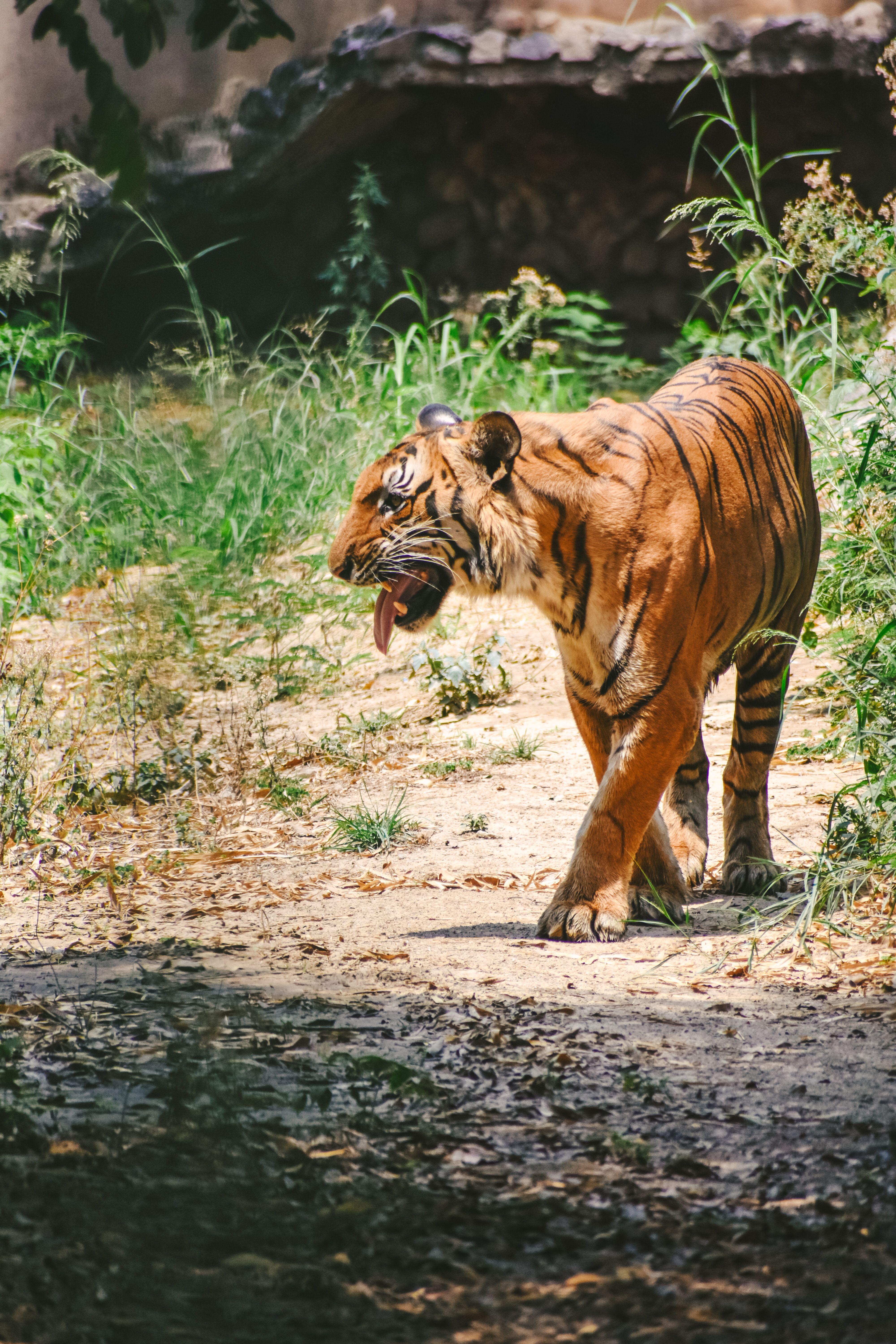 Majestuoso Tigre De Bengala Merodeando En Su Hábitat Natural · Foto de ...