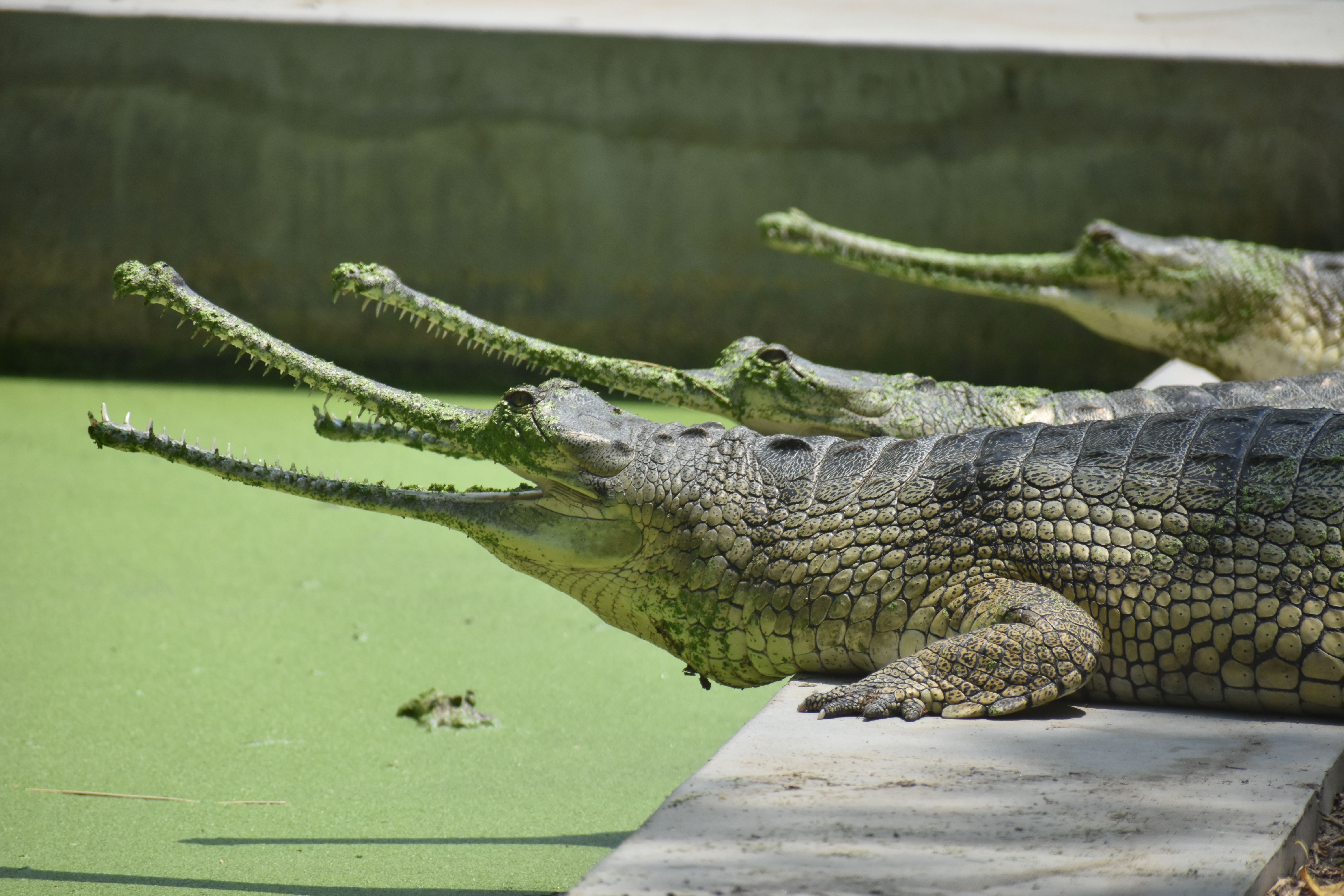 Reptil Zoo Photos, Download The BEST Free Reptil Zoo Stock Photos & HD ...