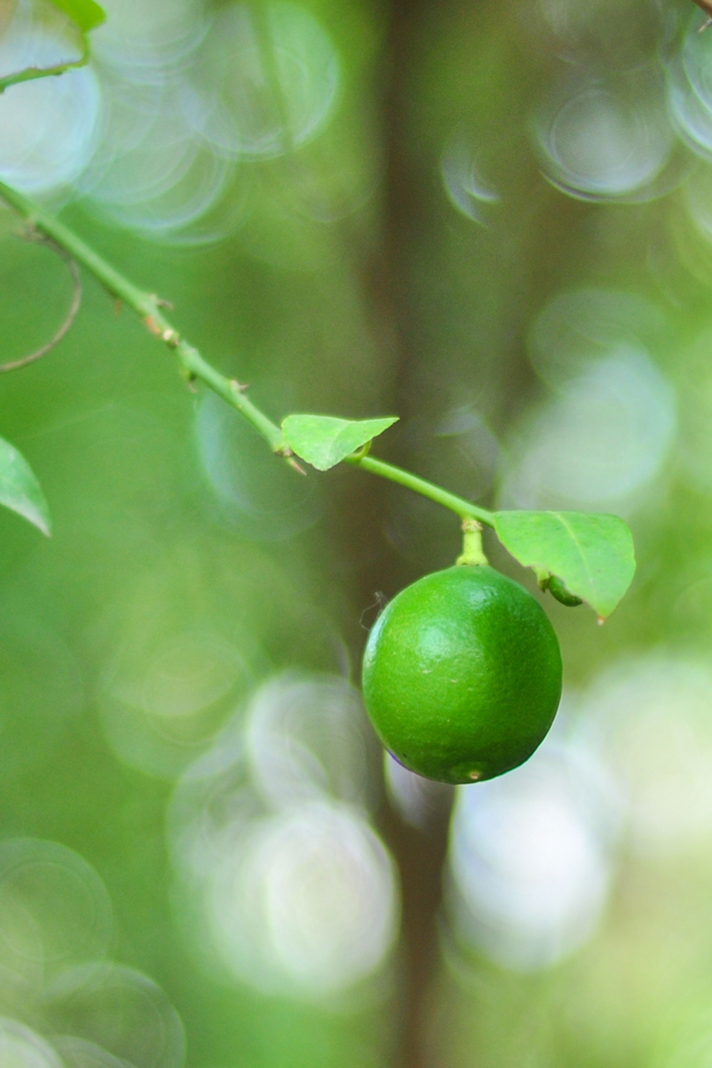 Veg Tree Photos, Download The BEST Free Veg Tree Stock Photos & HD Images