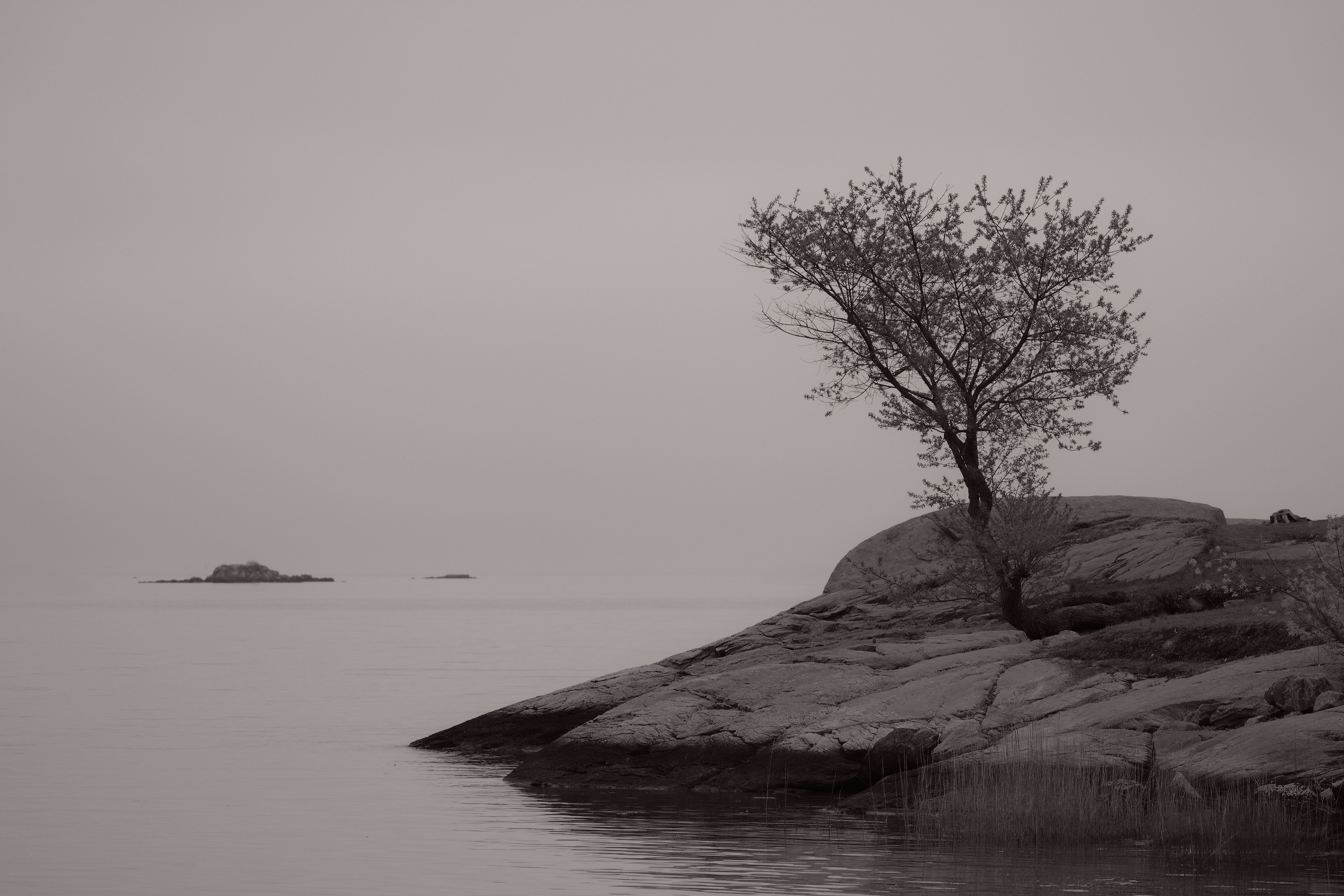 Solitary Tree on Rocky Shore at Stamford · Free Stock Photo