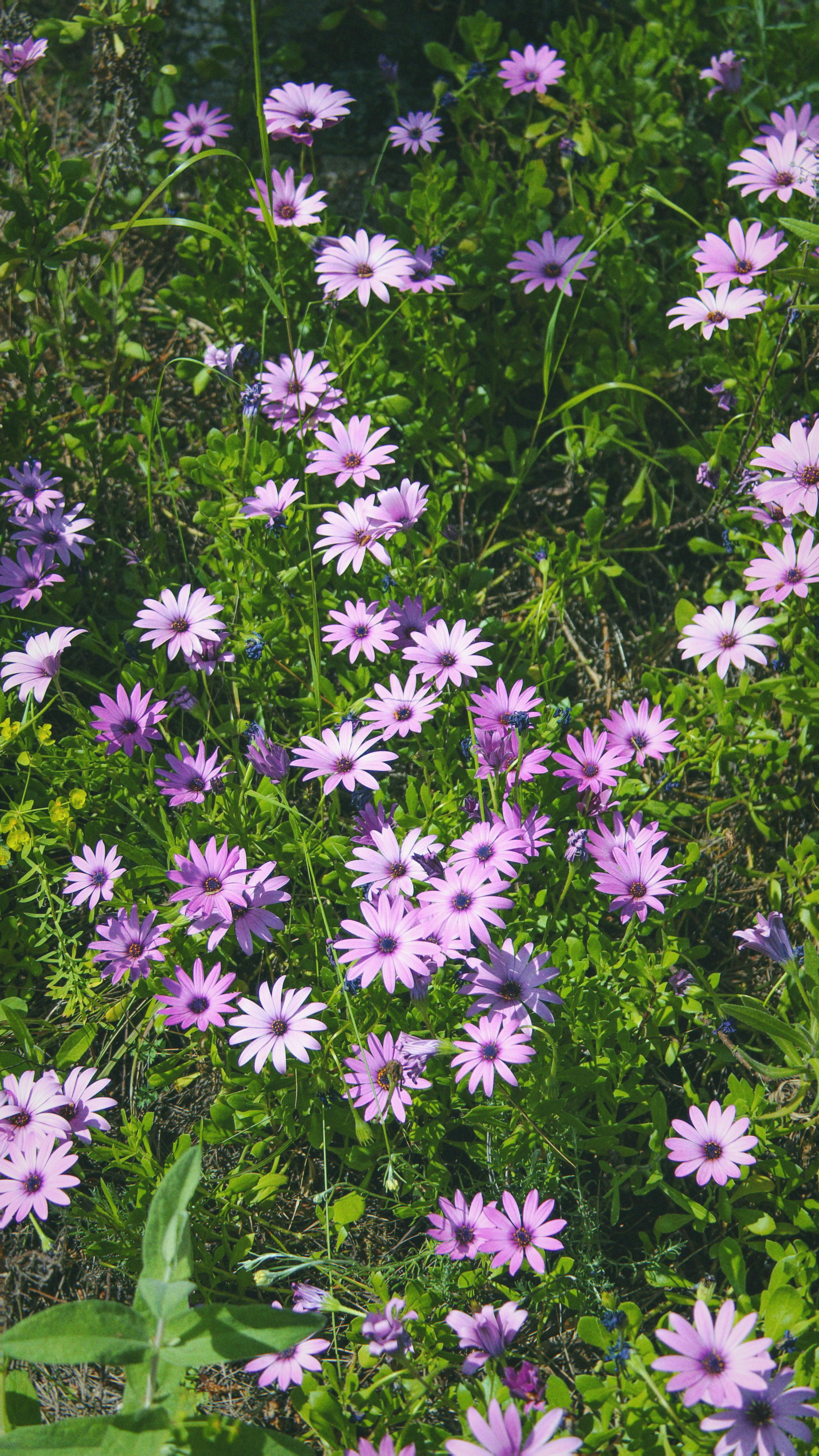 Spanish Wildflowers Photos, Download The BEST Free Spanish Wildflowers Stock Photos & HD Images