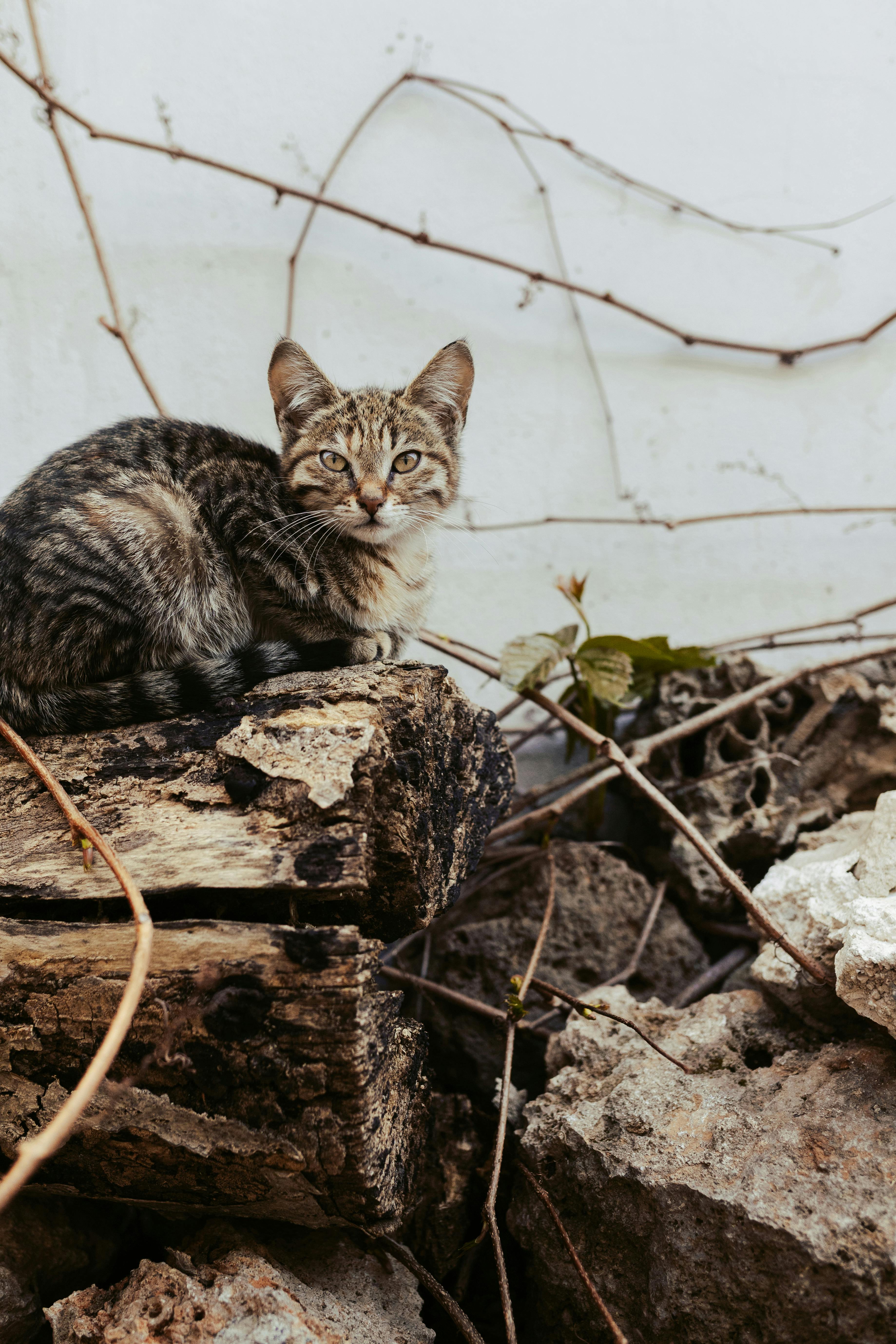 Cat Meme Wallpaper Photos, Download The BEST Free Cat Meme Wallpaper ...