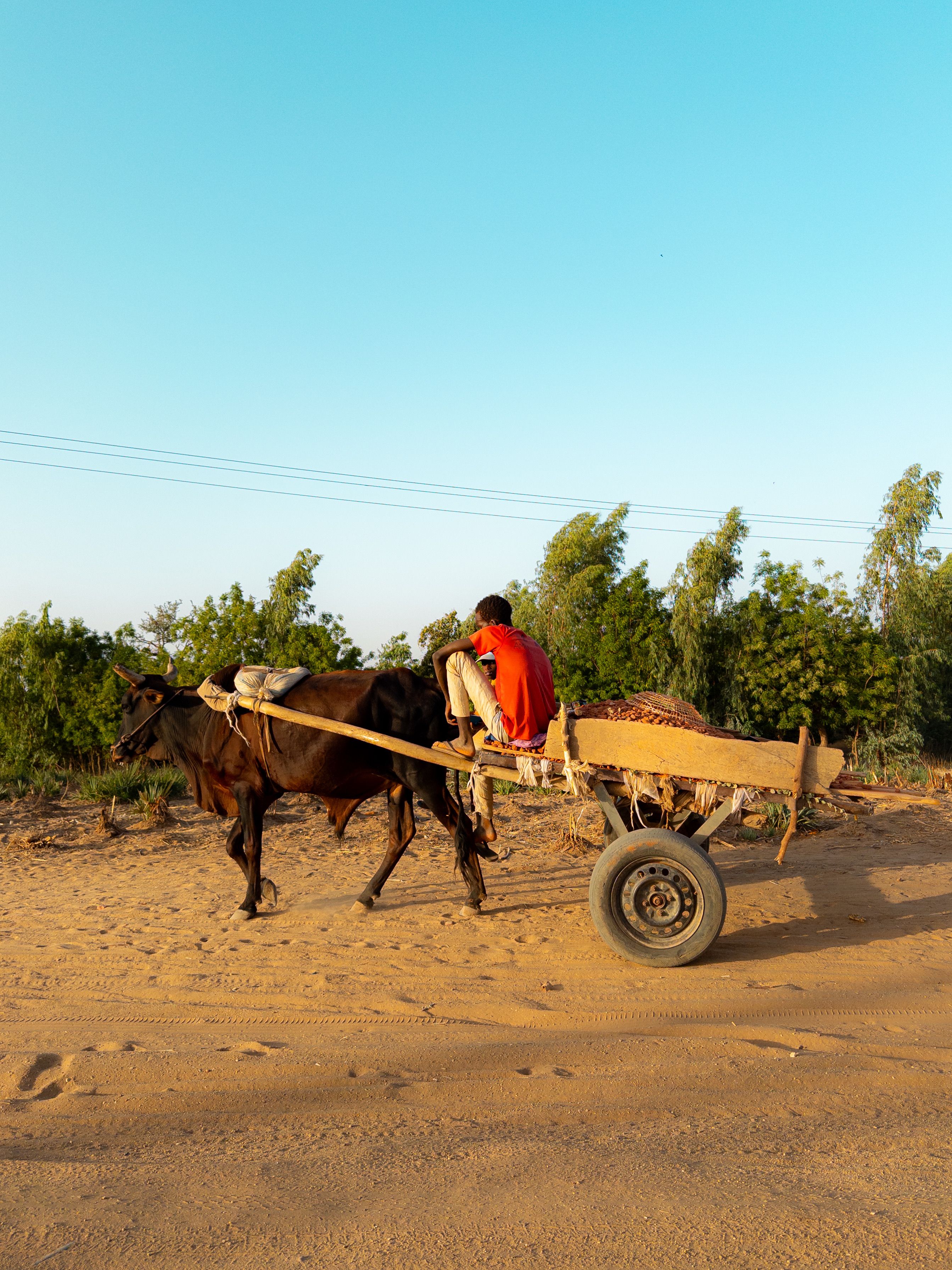 Traditional Bullock Cart in Kaita, Nigeria · Free Stock Photo