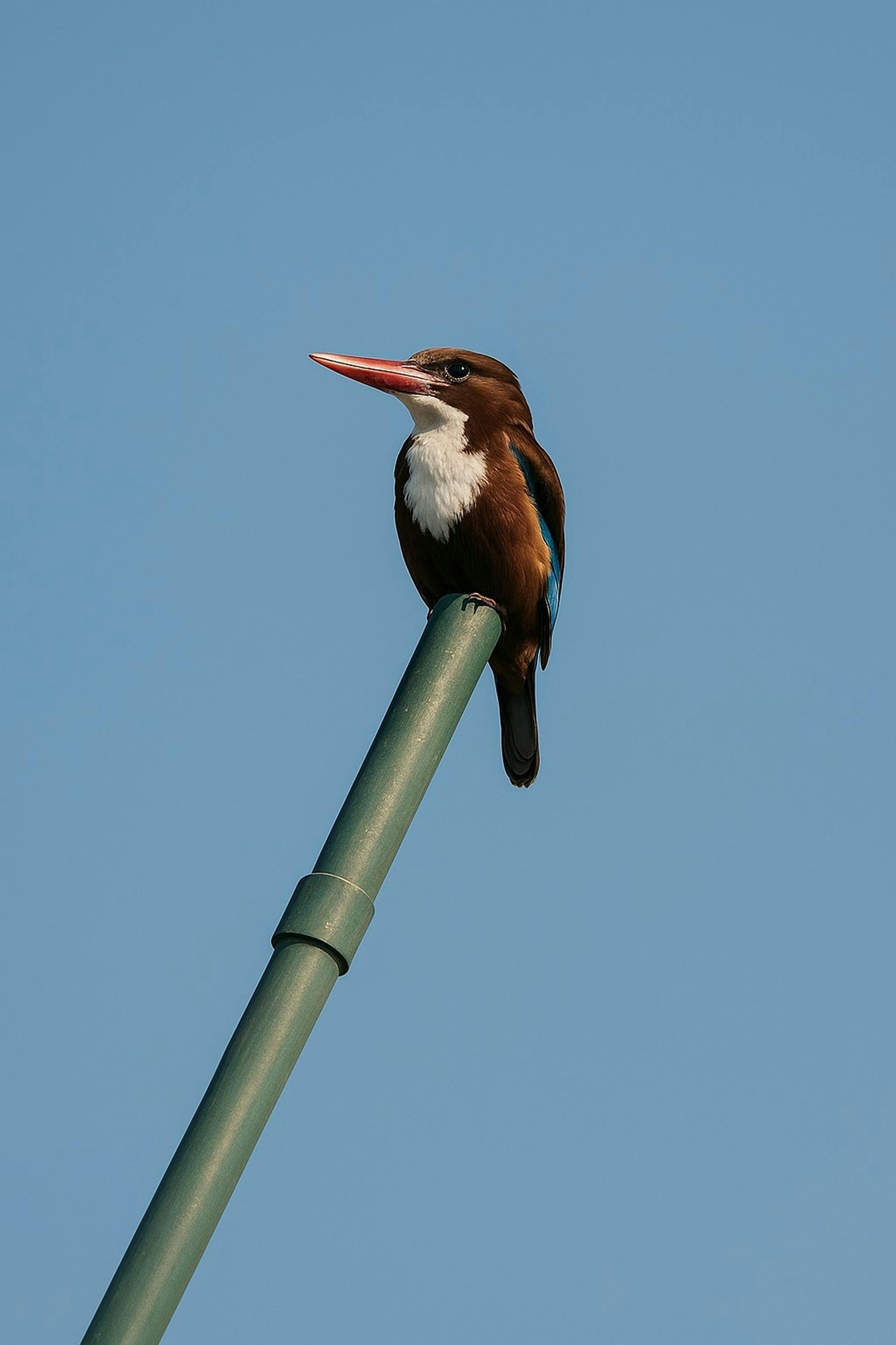 Mudassir Shah - 사진