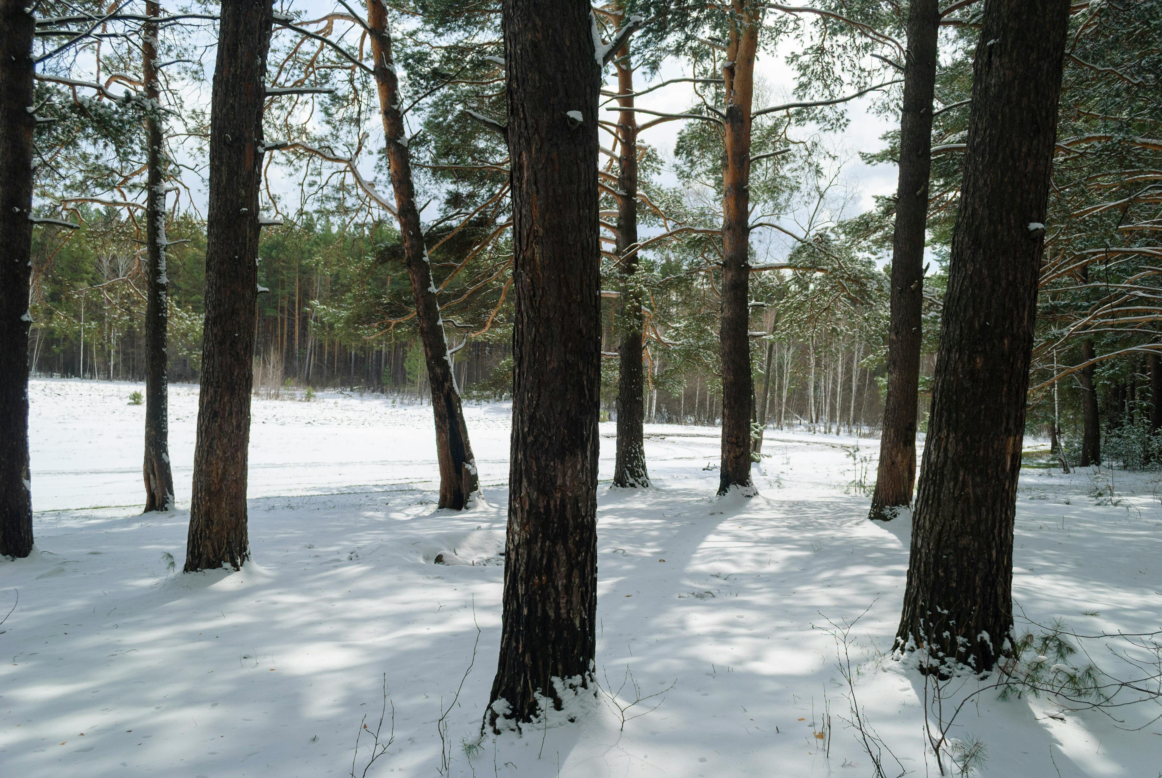 Snowfall Photos, Download The BEST Free Snowfall Stock Photos & HD Images