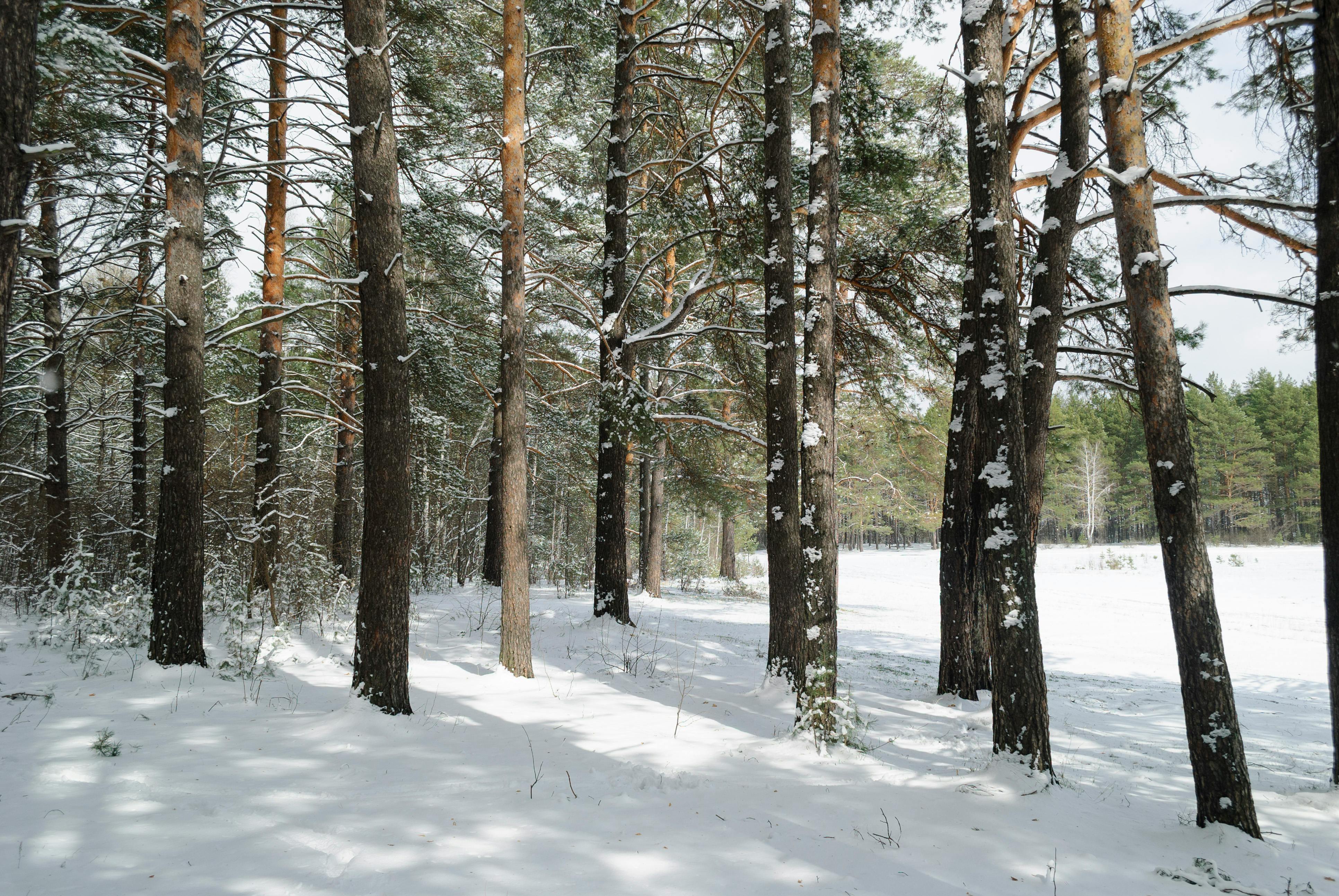 Snowfall Photos, Download The BEST Free Snowfall Stock Photos & HD Images
