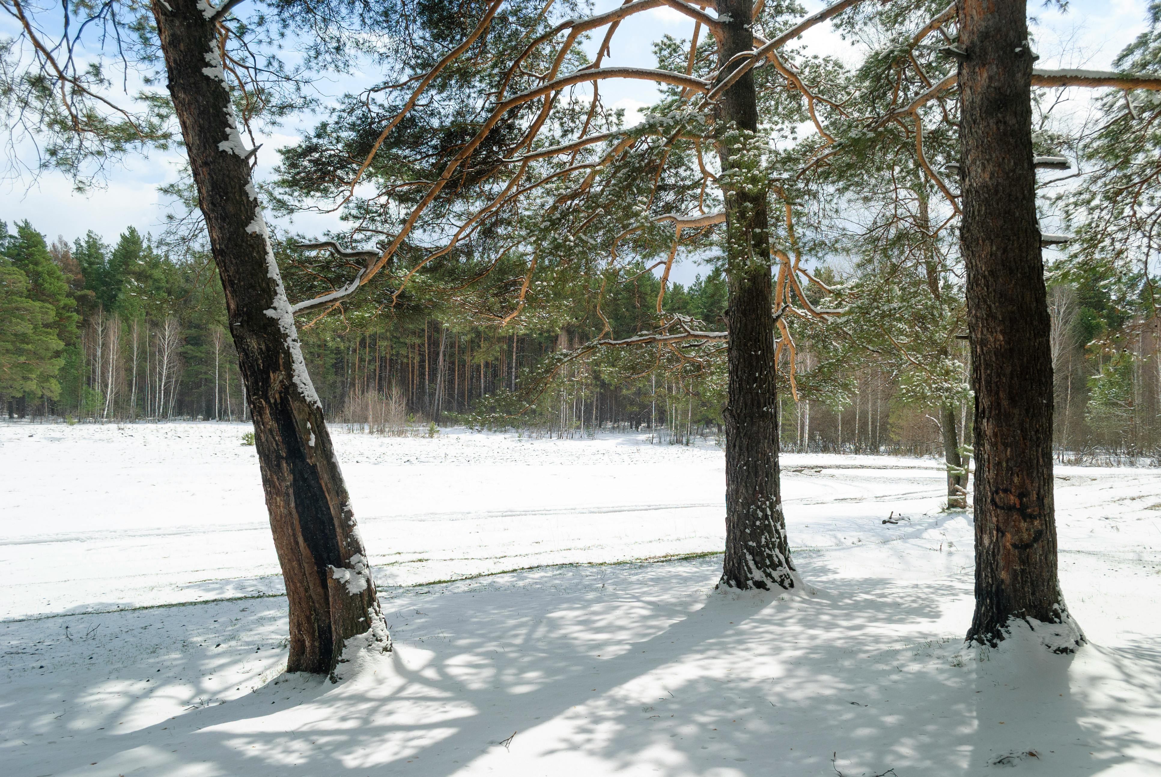 Snowfall Photos, Download The BEST Free Snowfall Stock Photos & HD Images