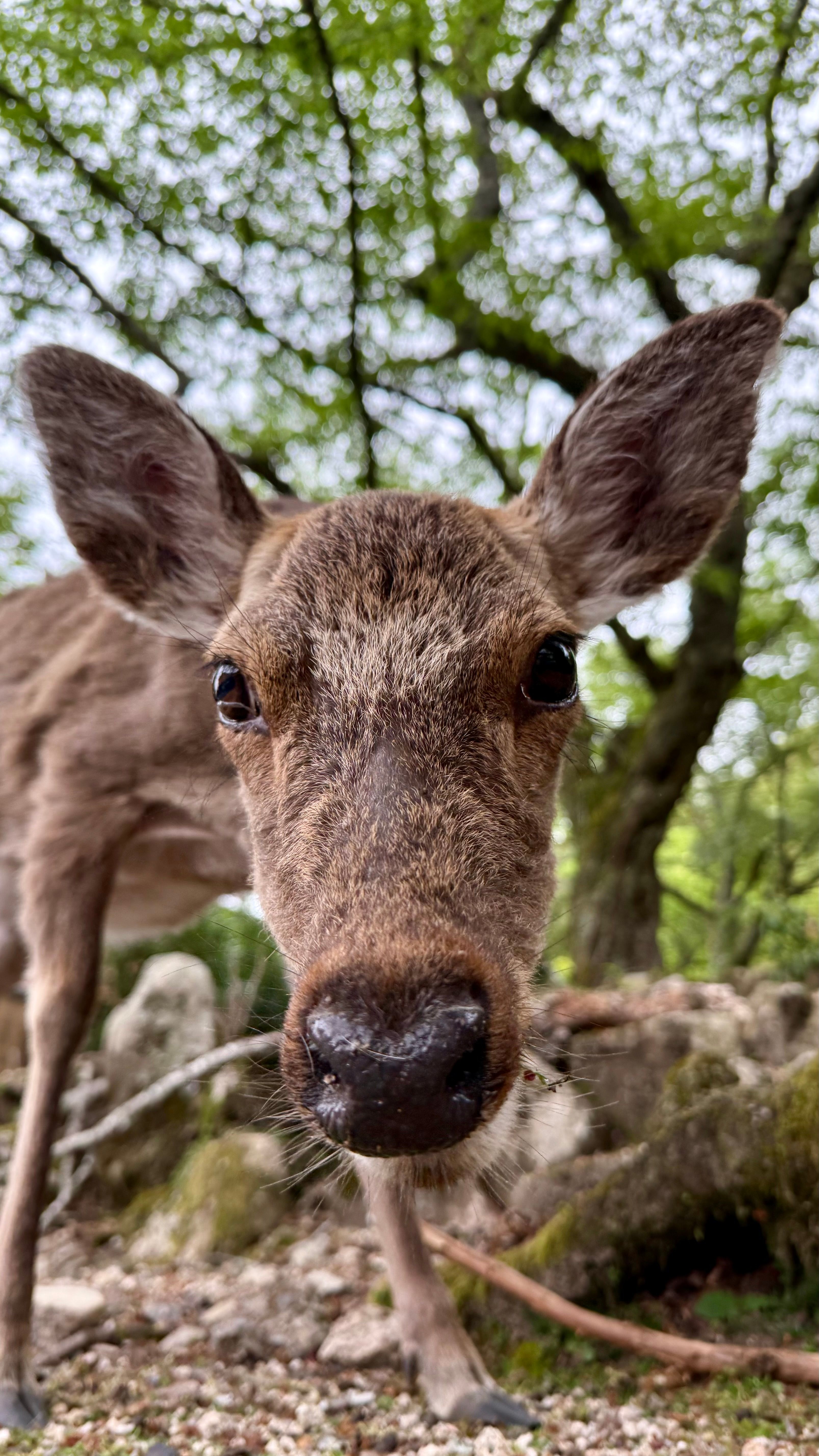 Close-Up of Curious Deer in Lush Forest · Free Stock Photo