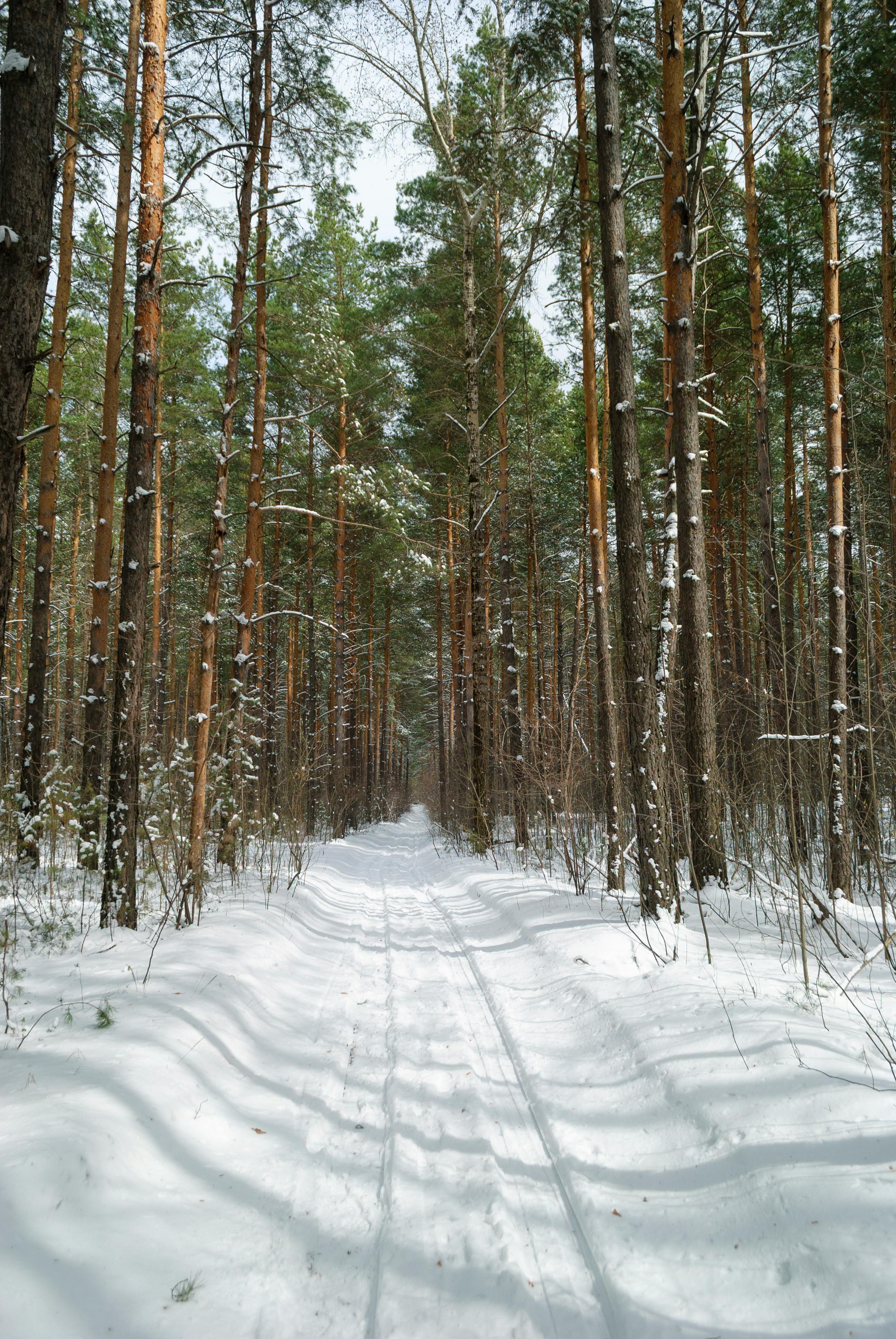Snowfall Photos, Download The BEST Free Snowfall Stock Photos & HD Images