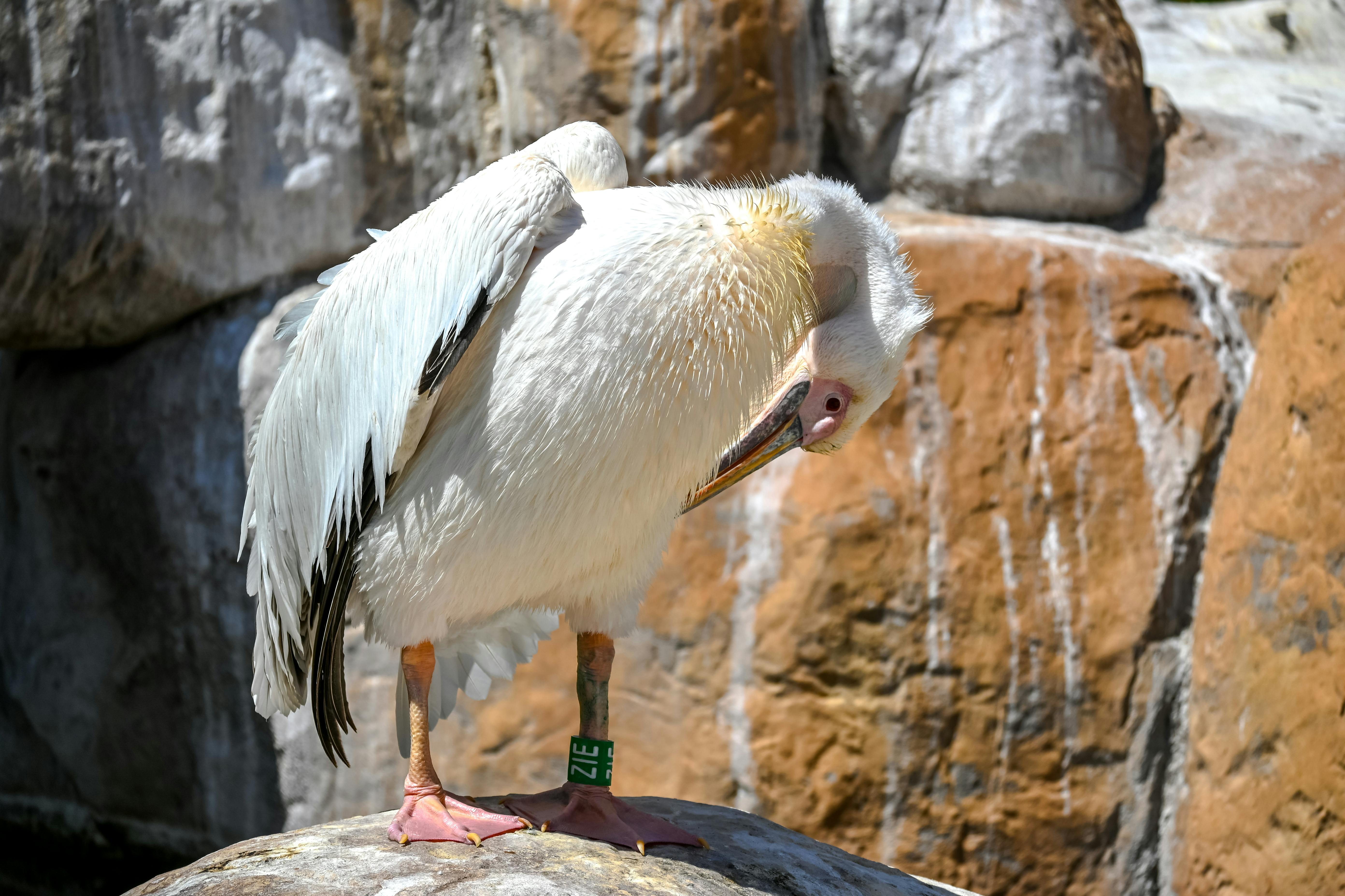 Great White Pelican Preening on Rocky Ledge · Free Stock Photo