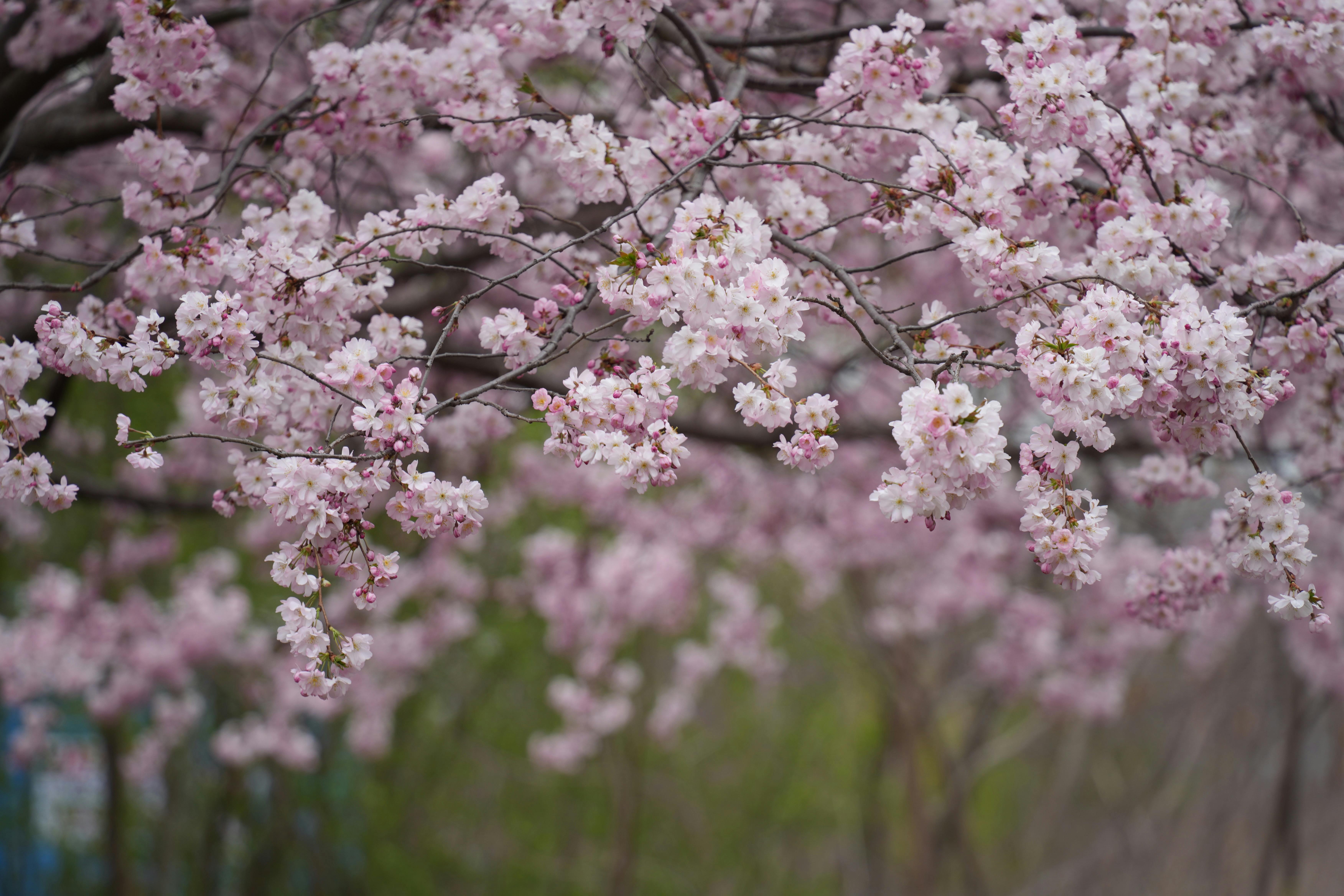 Springtime Cherry Blossoms in Chicago Park · Free Stock Photo