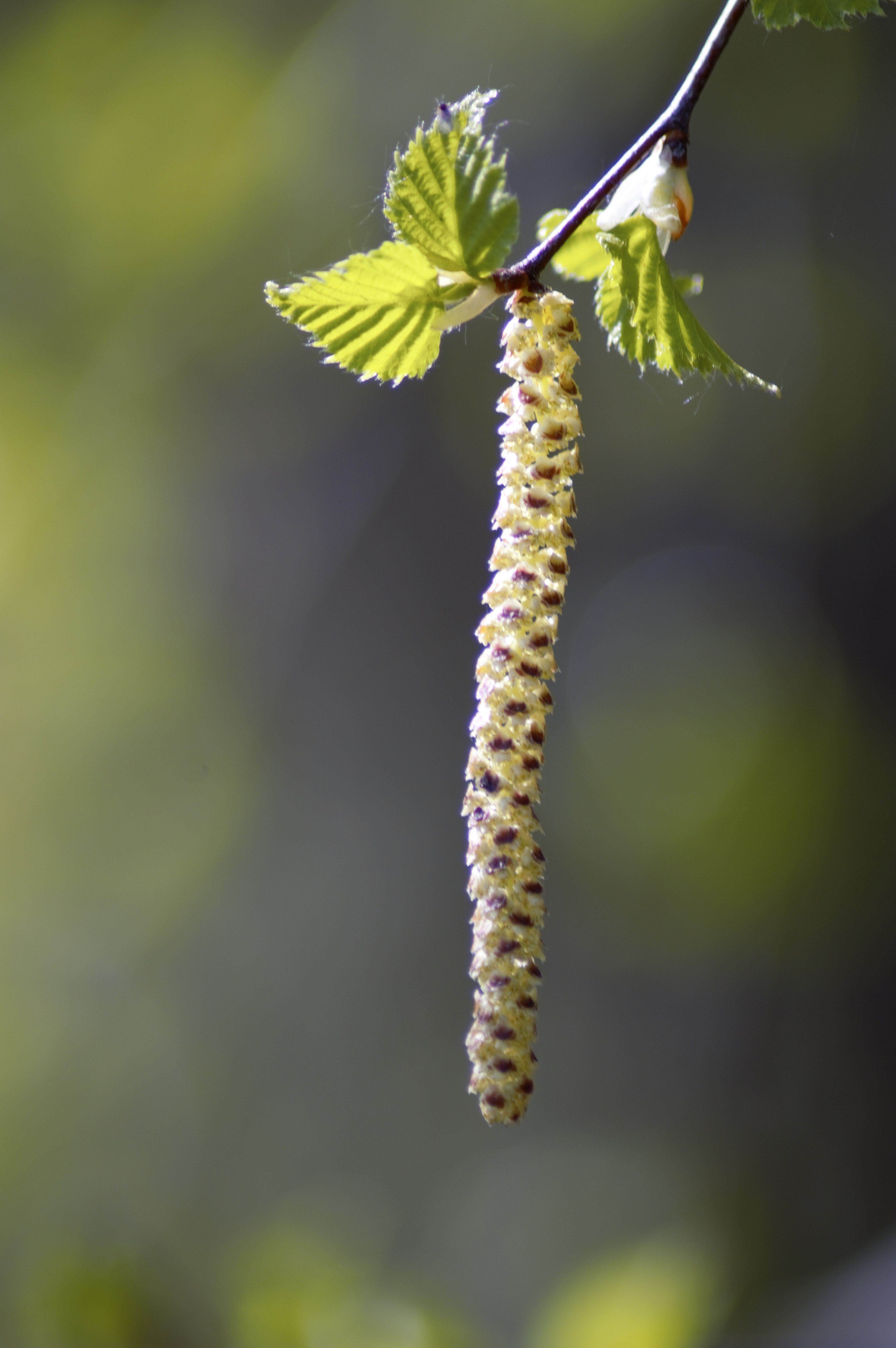 Close-up of Birch Catkin in Spring Light · Free Stock Photo