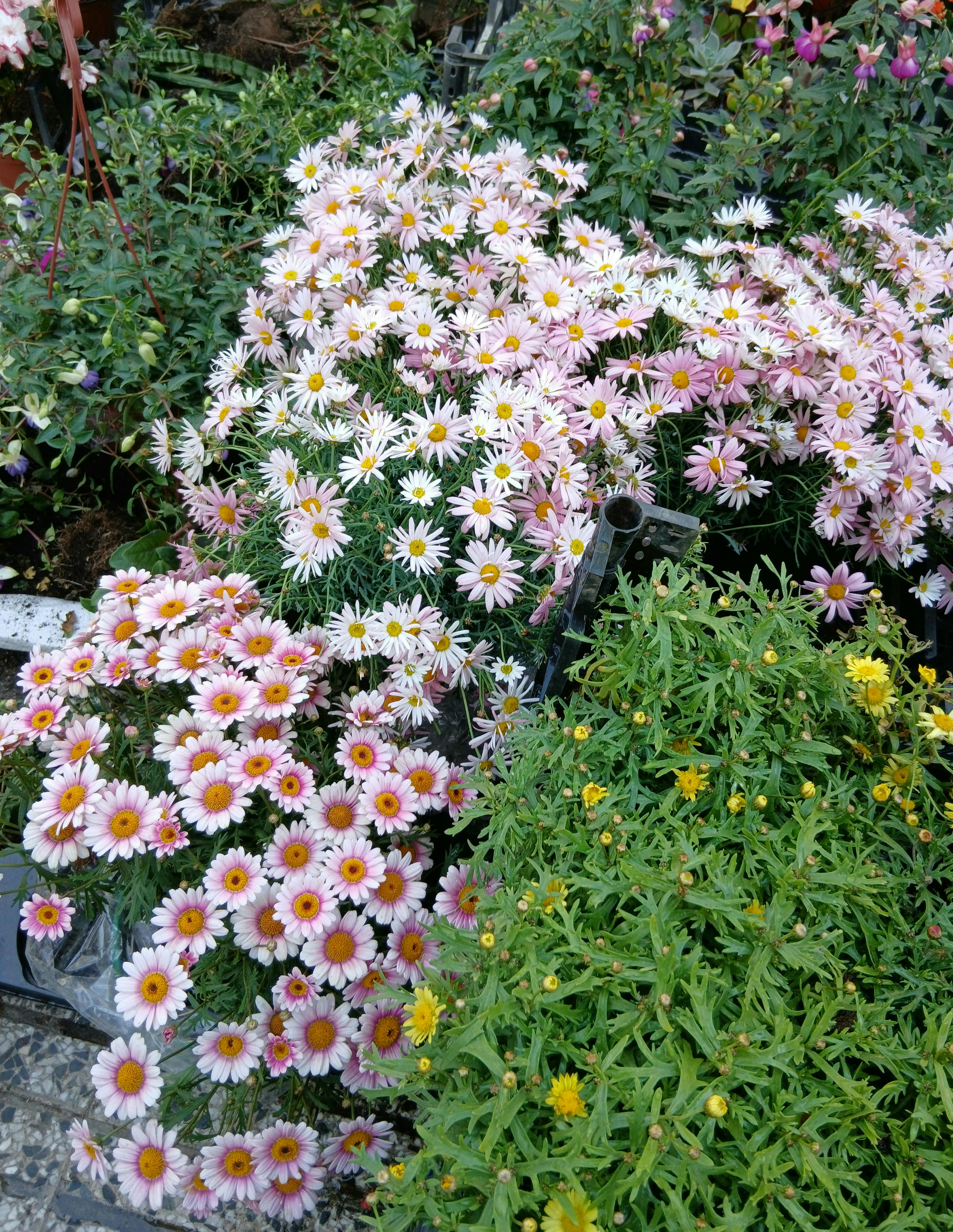 Melike Baran - 摄影