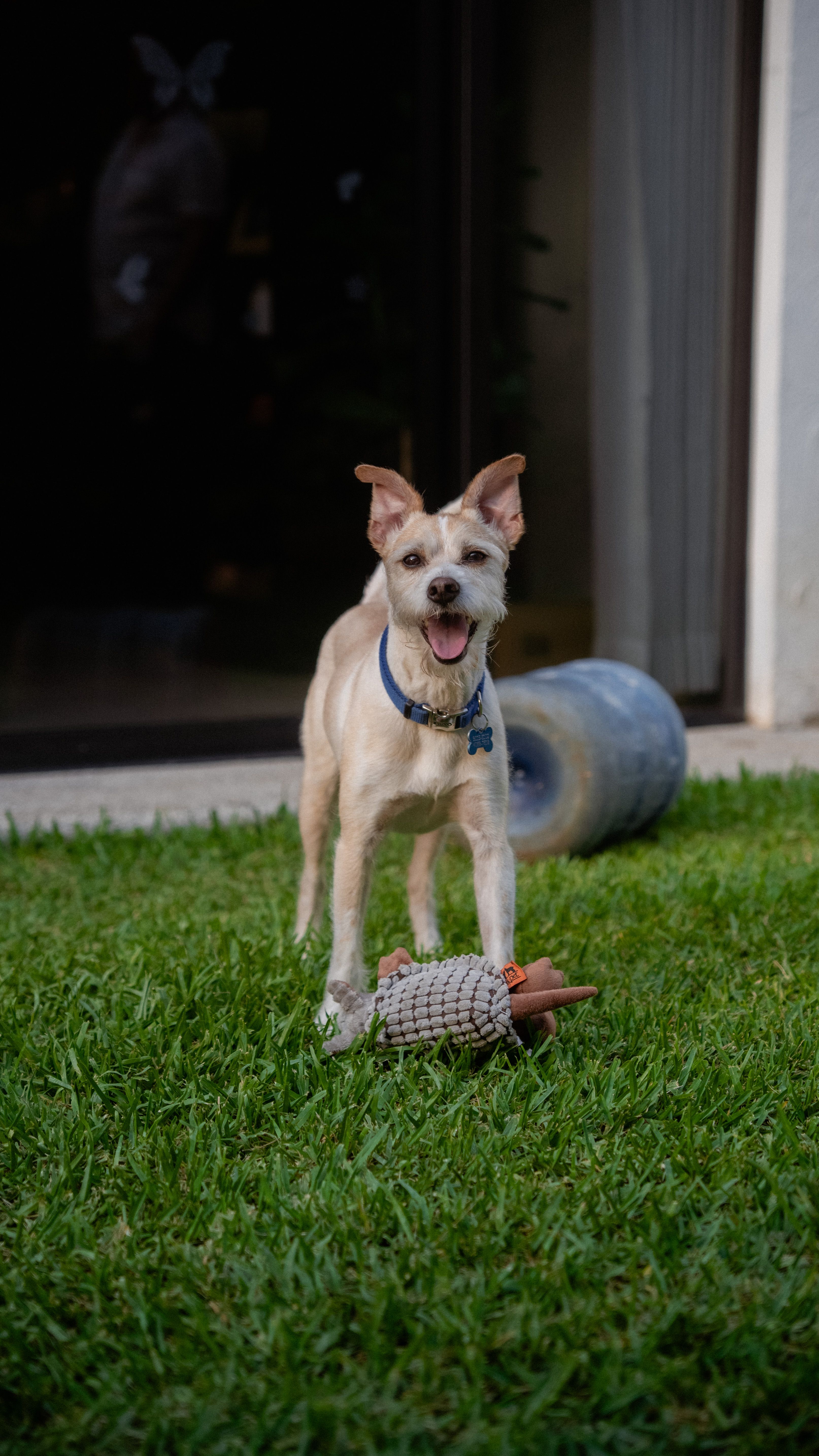 Playful Dog on Green Lawn in Urban Backyard · Free Stock Photo