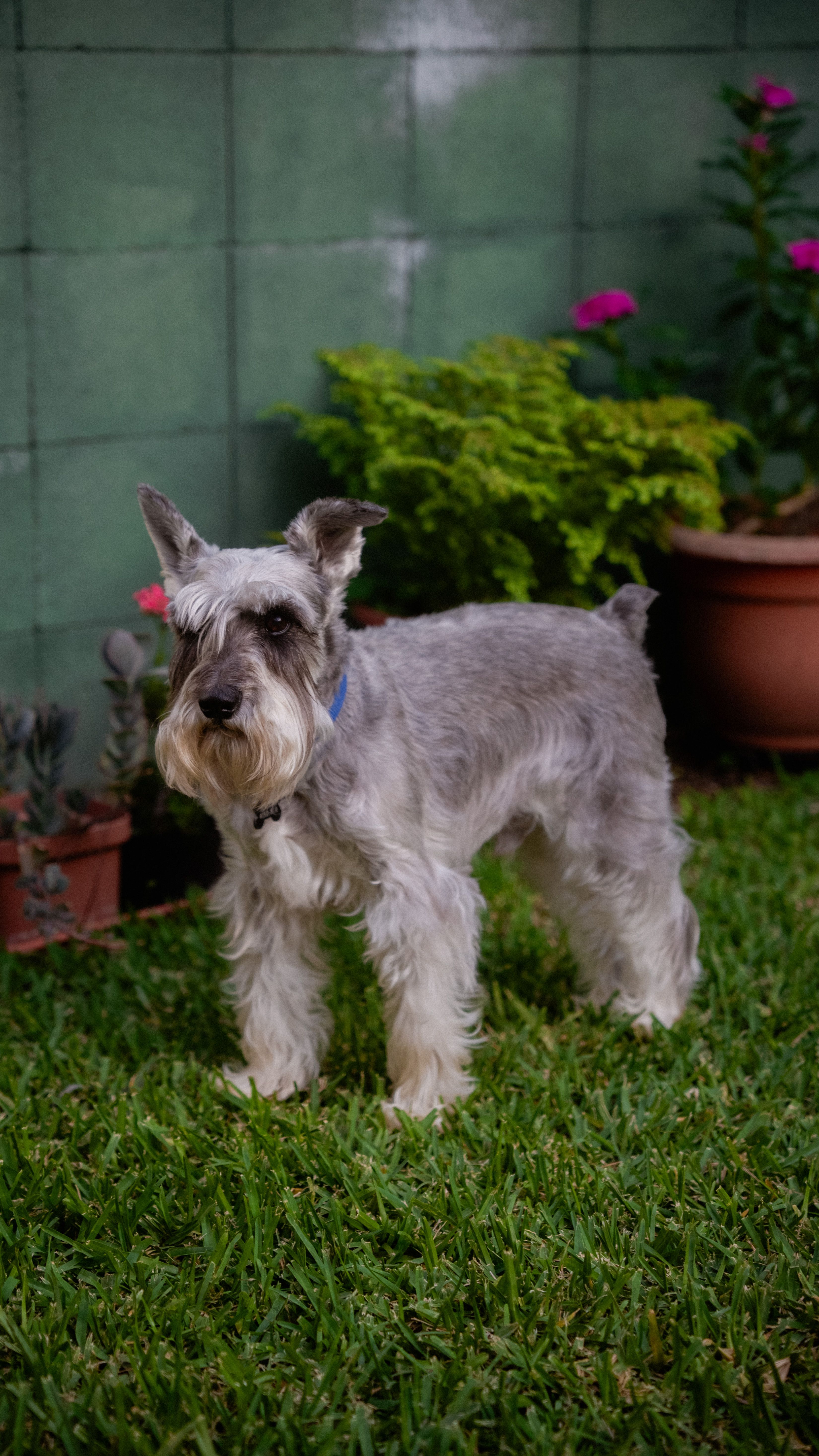 Dogs And Flowers Photos, Download The BEST Free Dogs And Flowers Stock ...