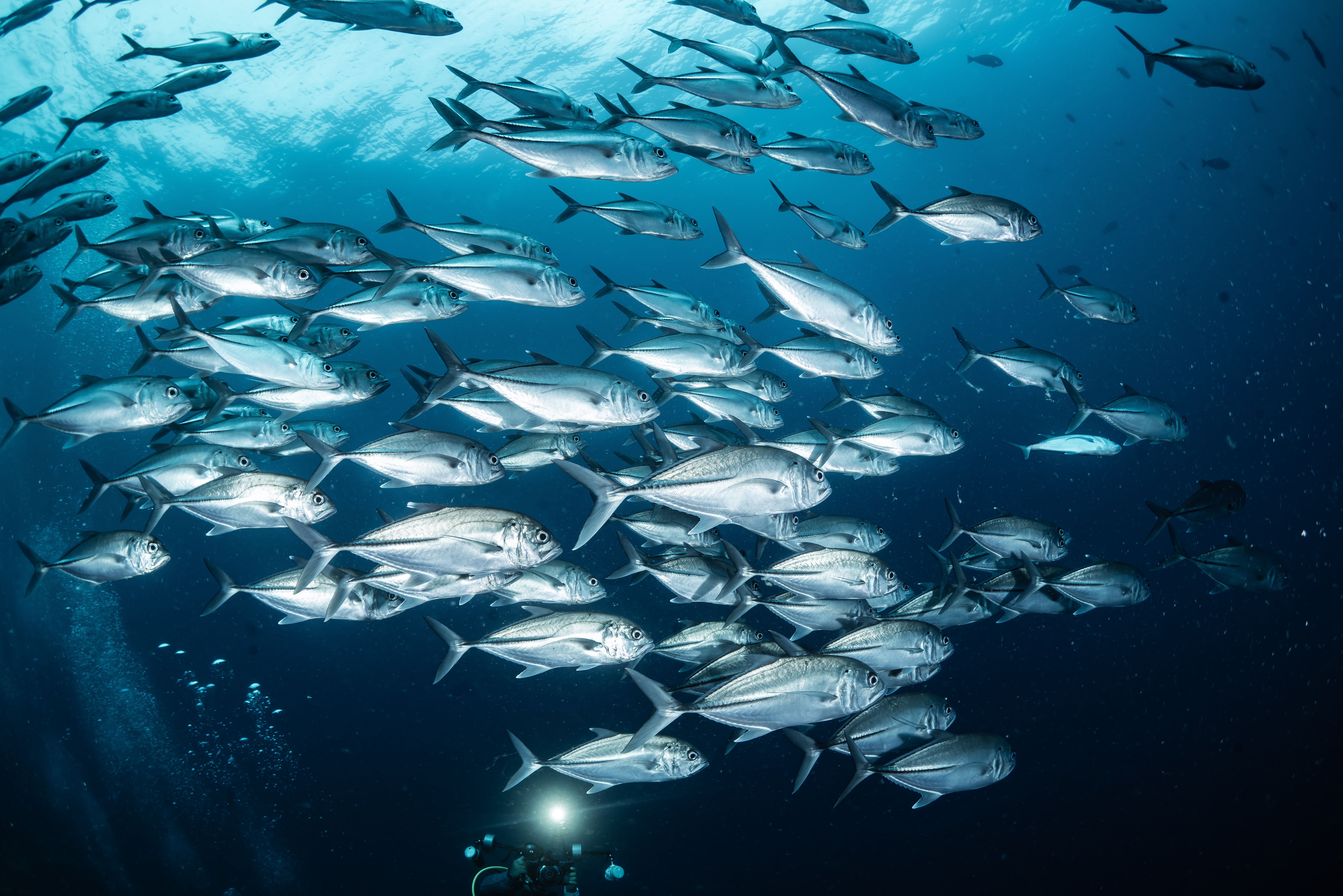 School of Jack Fish in West Papua's Waters · Free Stock Photo