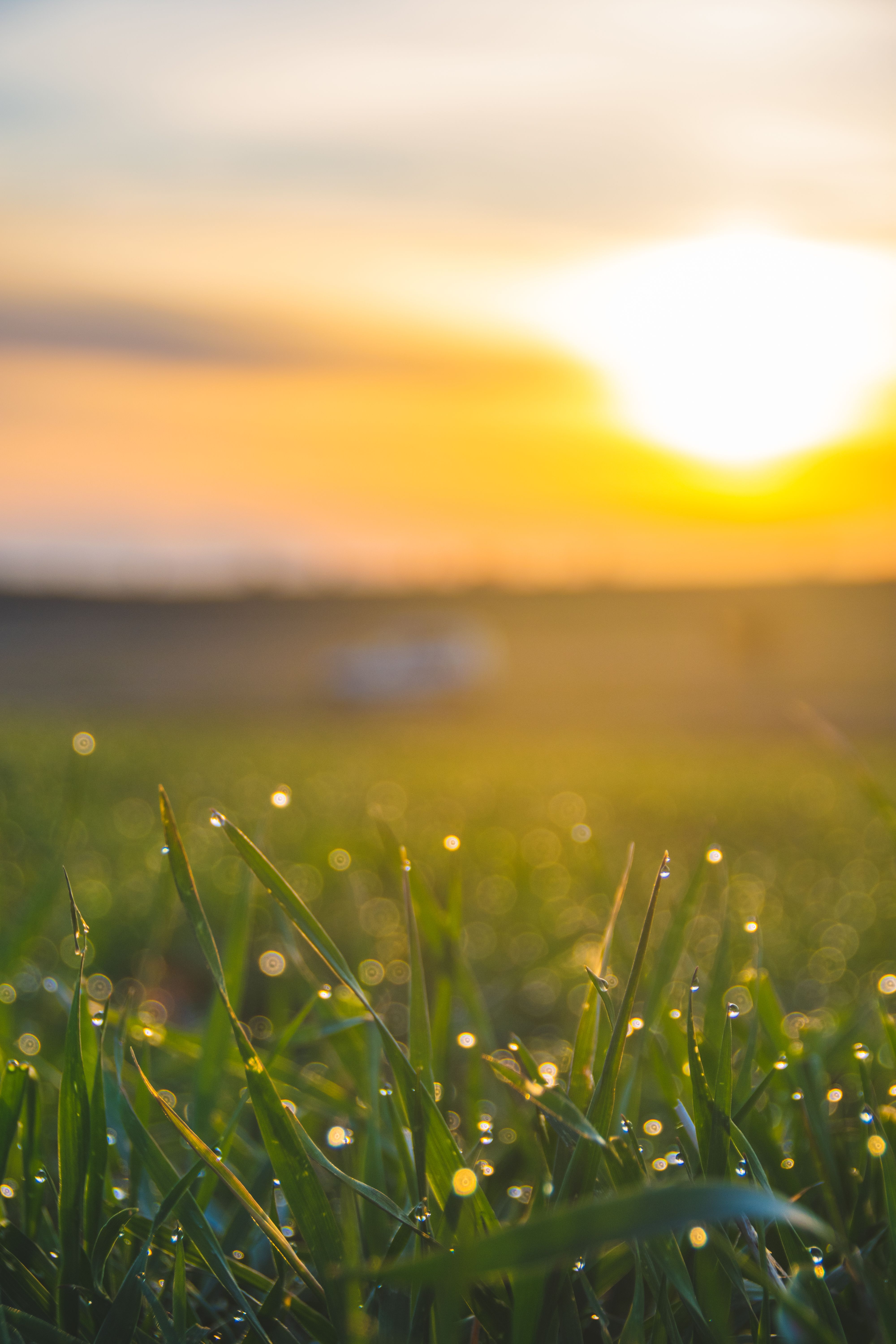Sunrise Over Dewy Grass with Bokeh Effect · Free Stock Photo