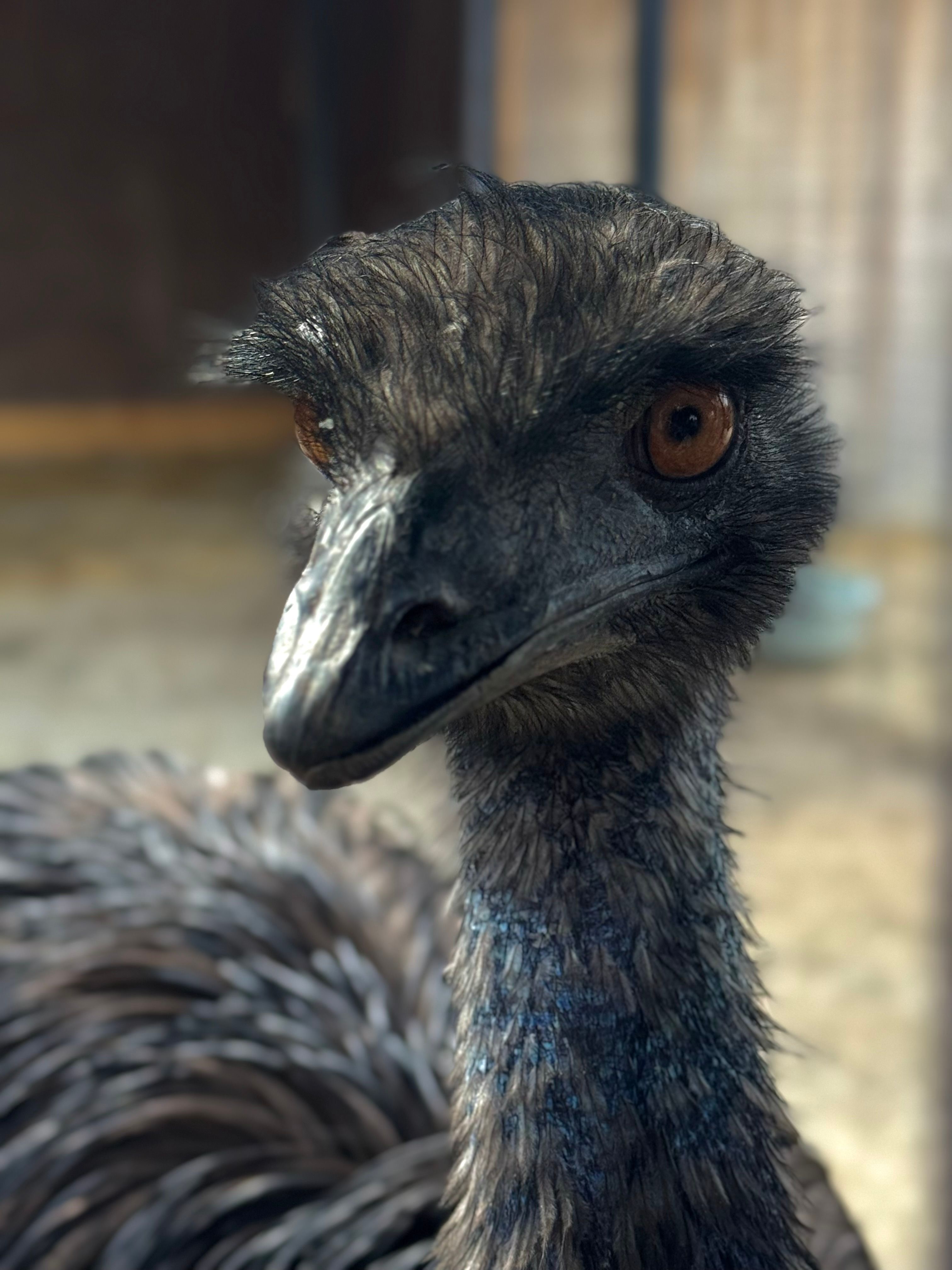 Close-up Portrait of an Emu Bird Indoors · Free Stock Photo