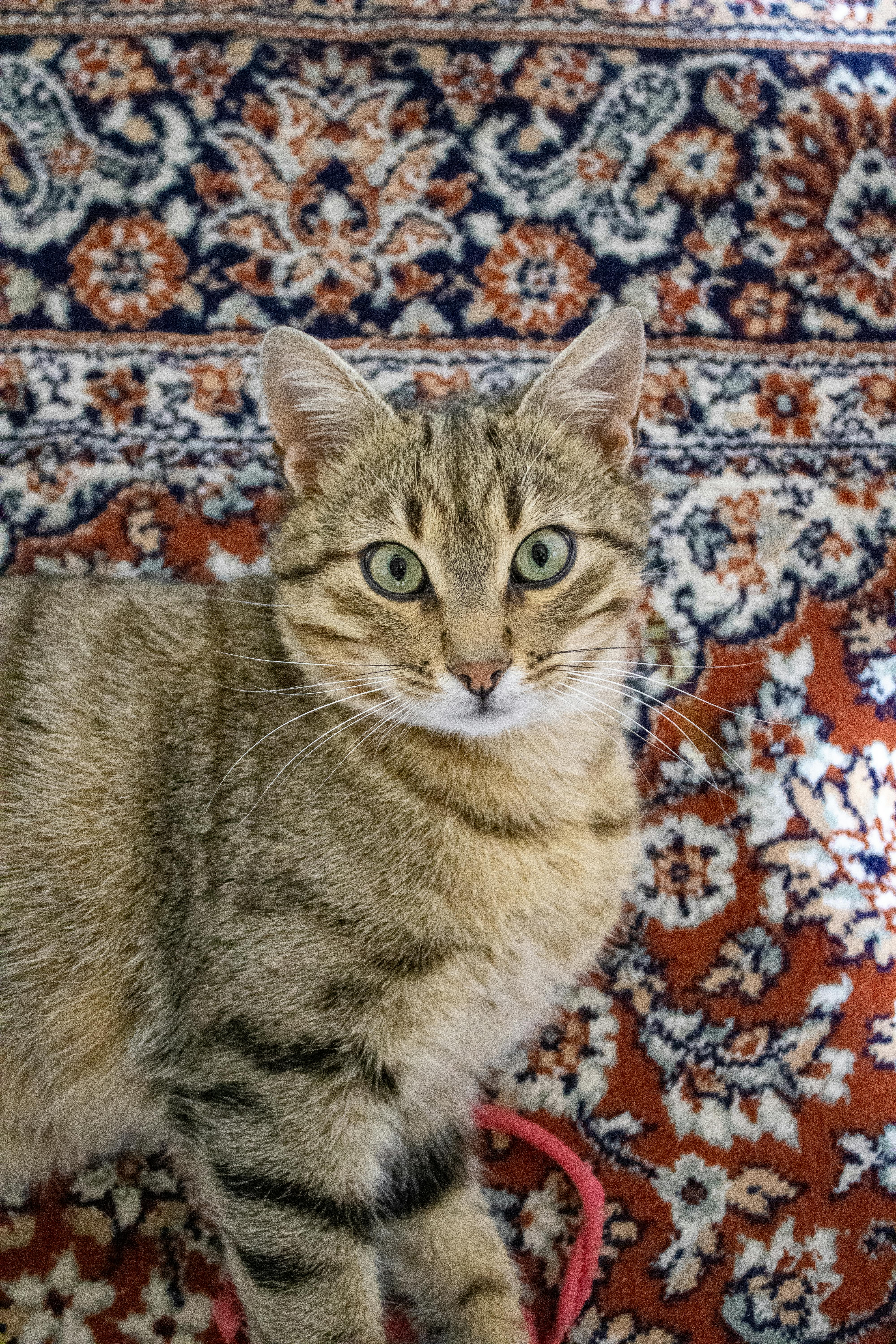Tabby Cat on Ornate Persian Rug · Free Stock Photo