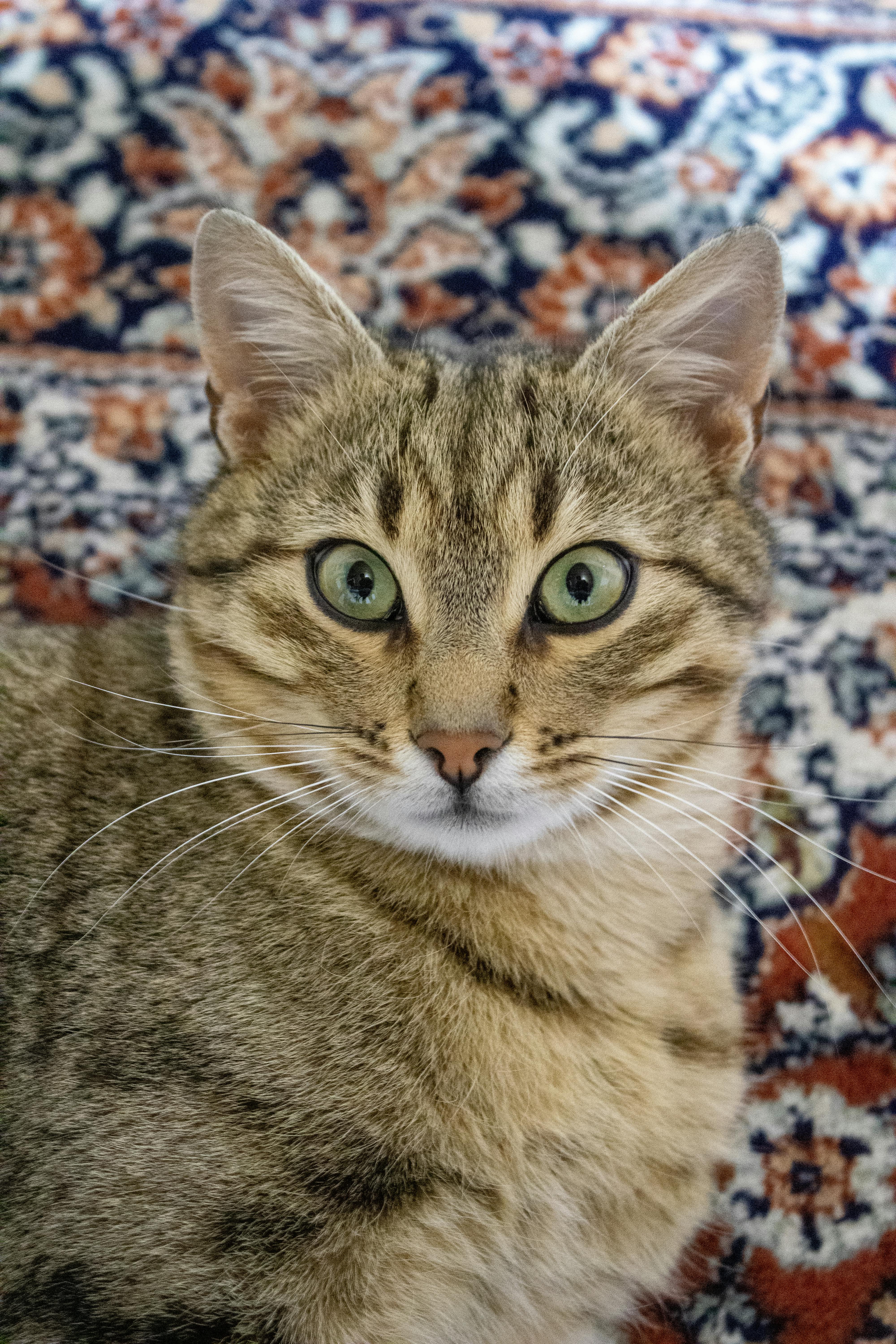 Close-up Portrait of a Tabby Cat on a Patterned Rug · Free Stock Photo