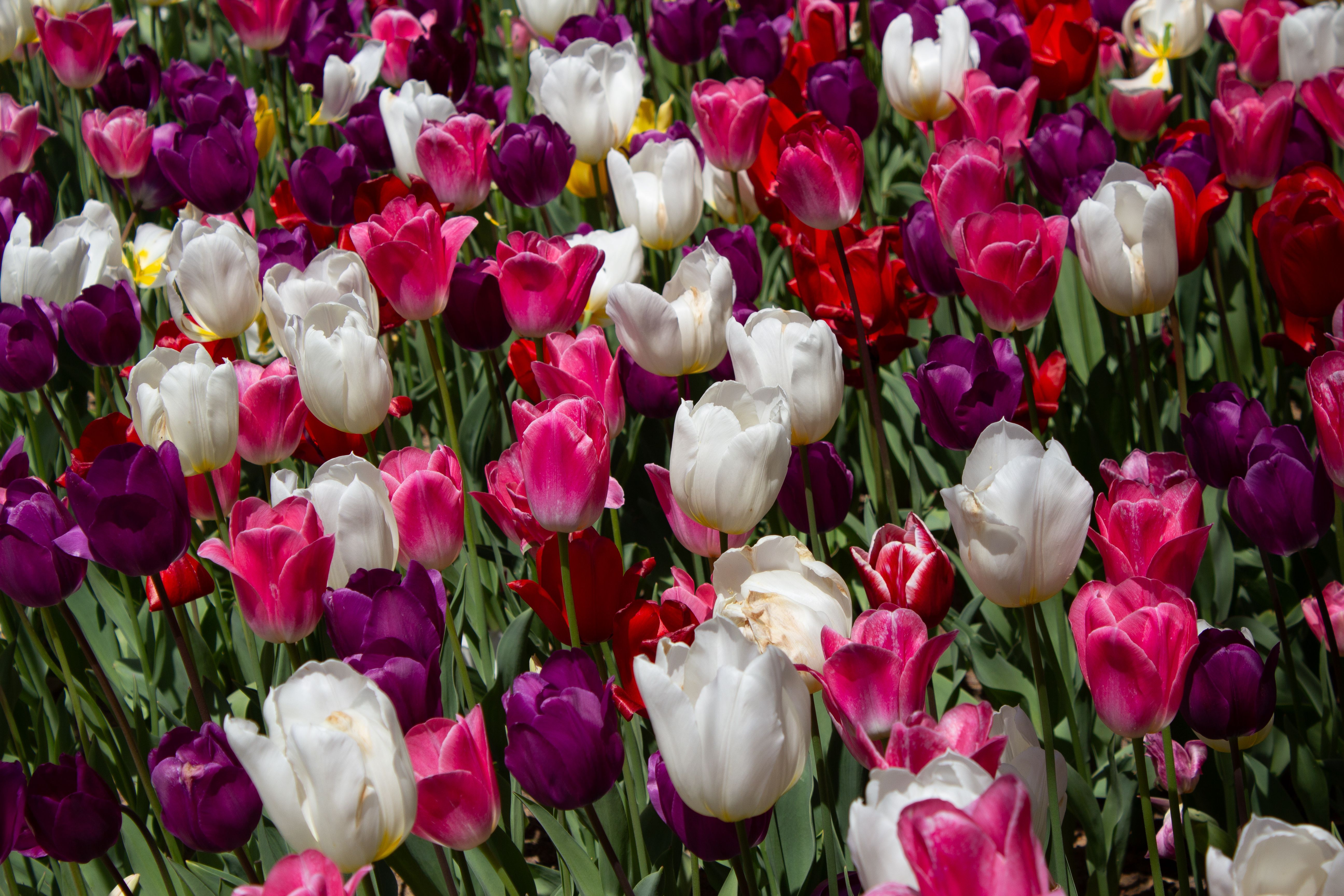 Close-up Photo of Tulips on a Field · Free Stock Photo