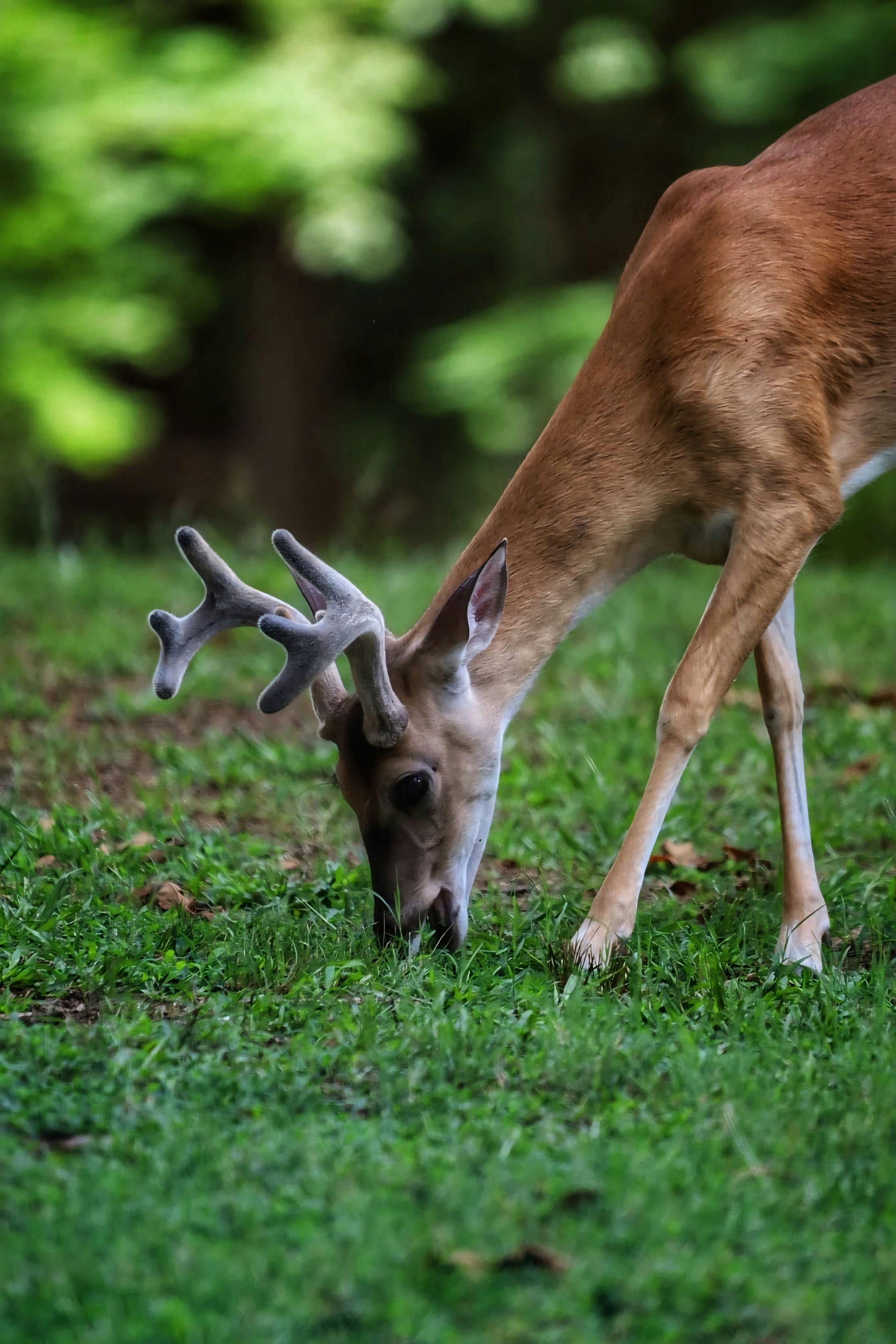 Deer. Photos, Download The BEST Free Deer. Stock Photos & HD Images