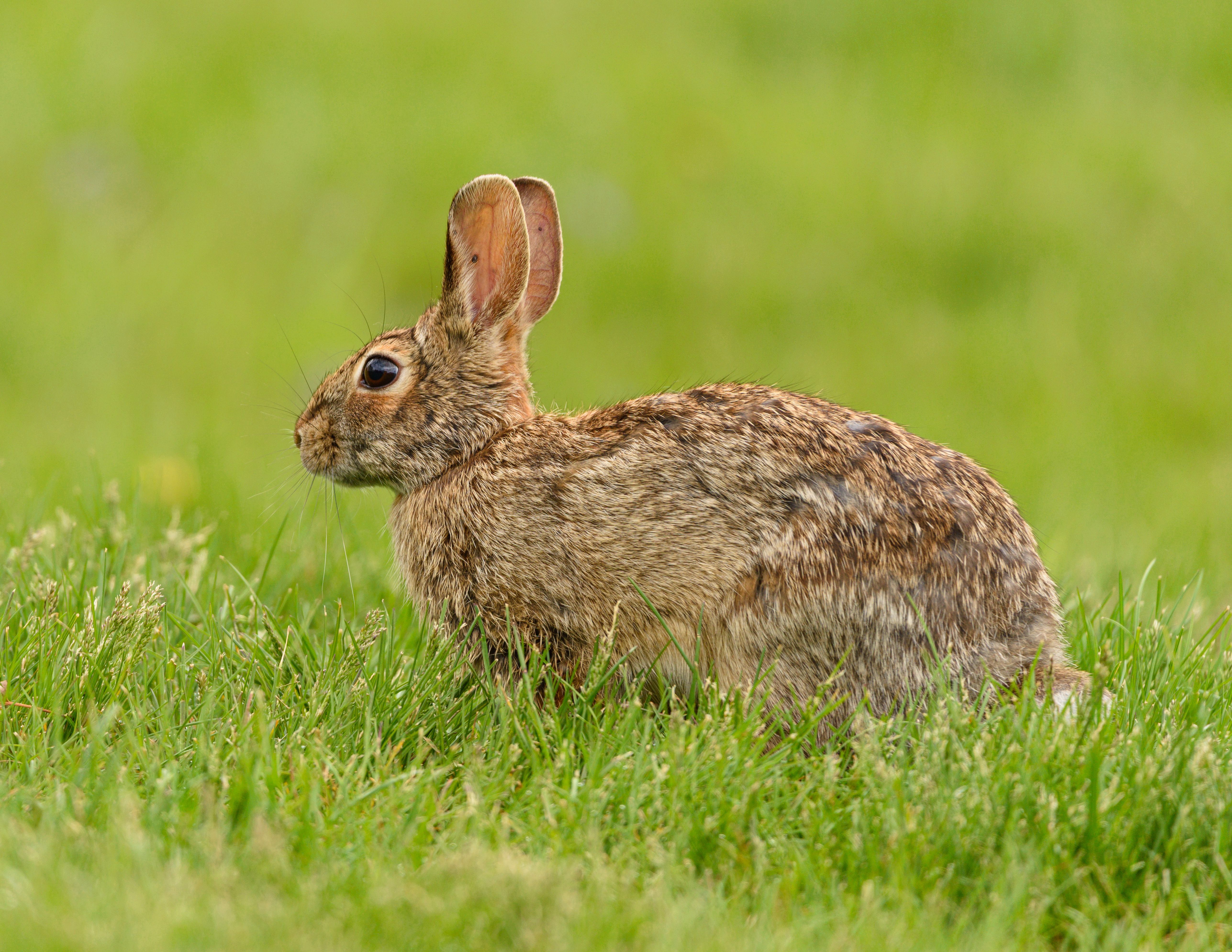 Wild Rabbit in Lush Green Grass Field · Free Stock Photo