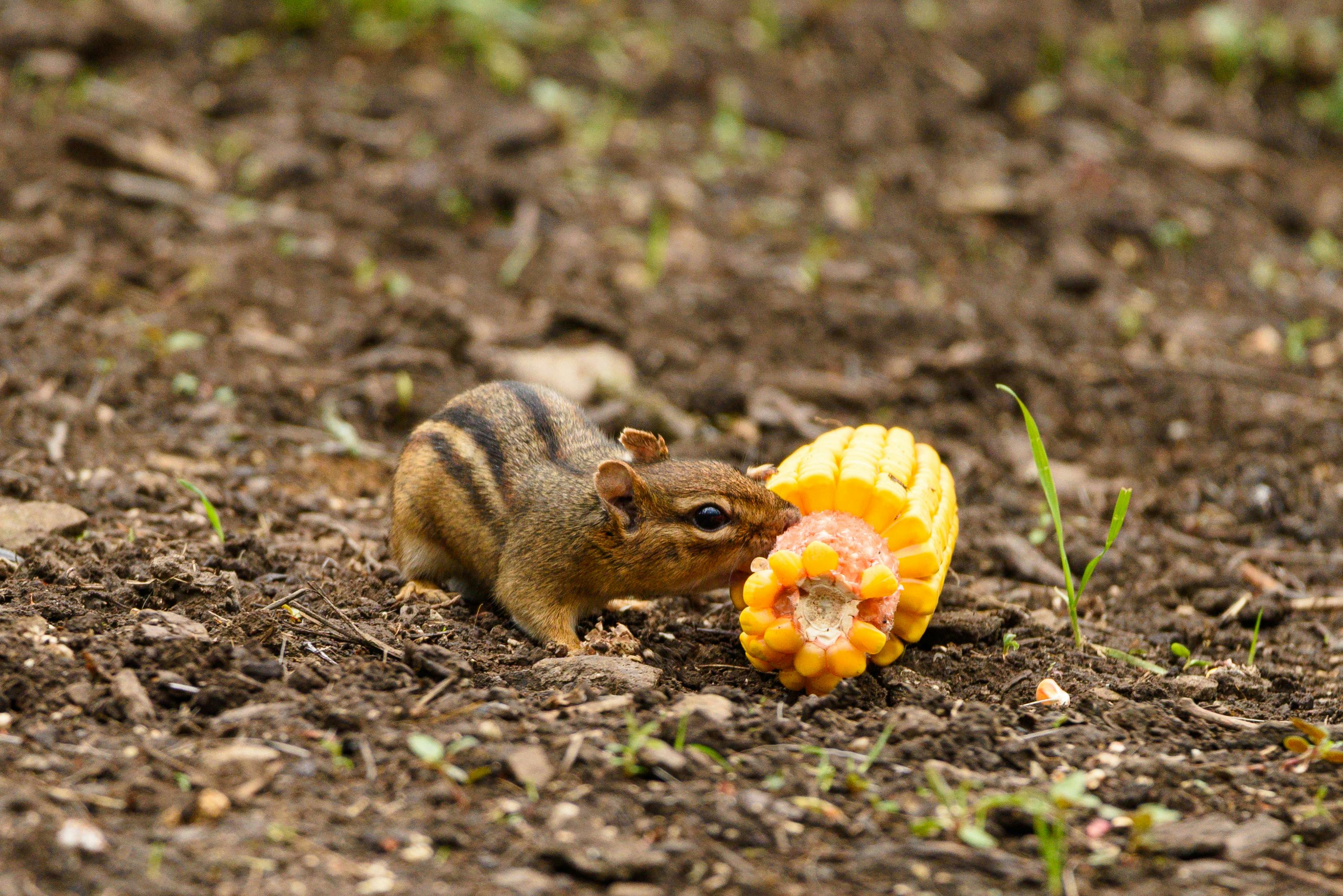 Chipmunk Eating Corn on Soil Outdoors · Free Stock Photo