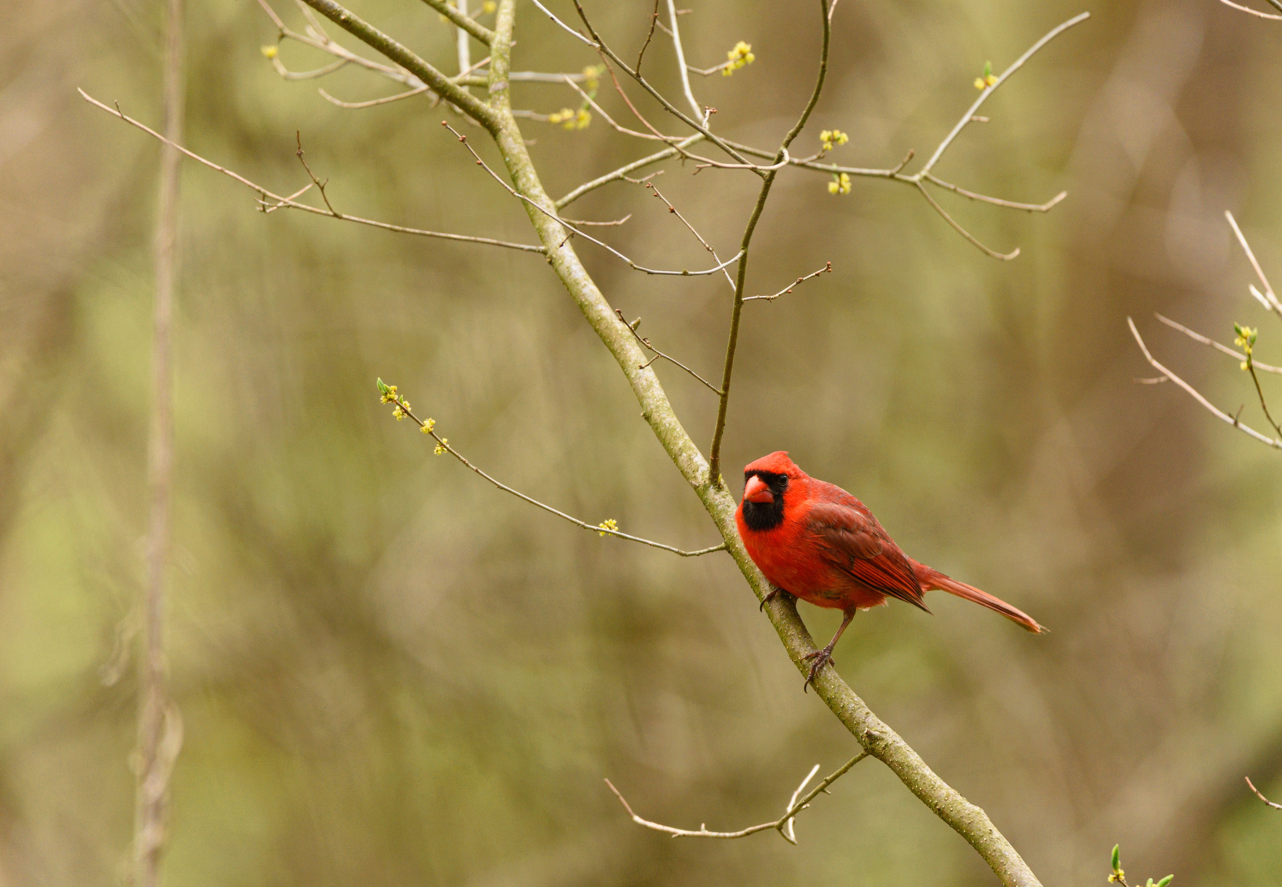 Vibrant Red Cardinal Perched on Tree Branch in Spring · Free Stock Photo