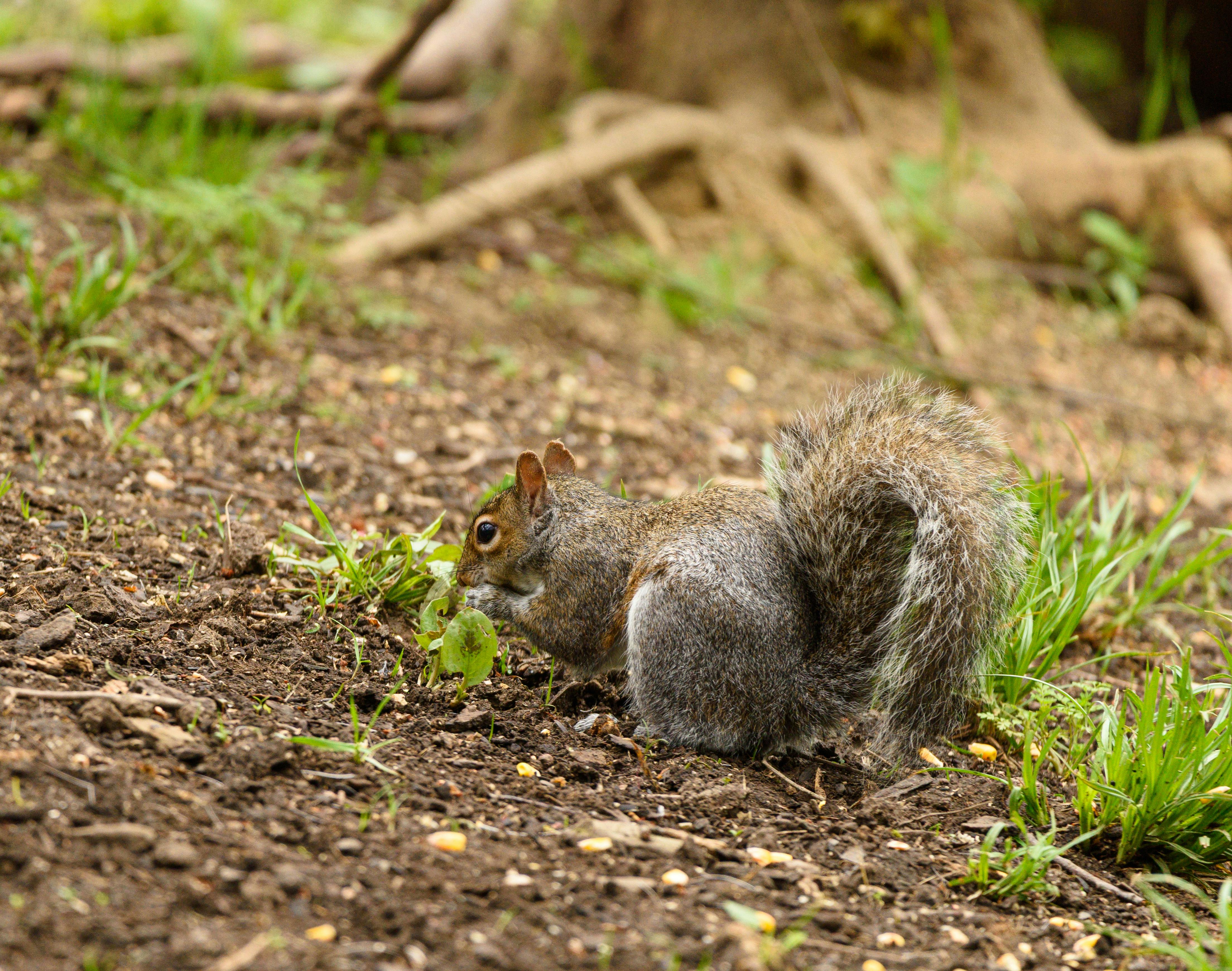 Eastern Gray Squirrel in Natural Habitat · Free Stock Photo