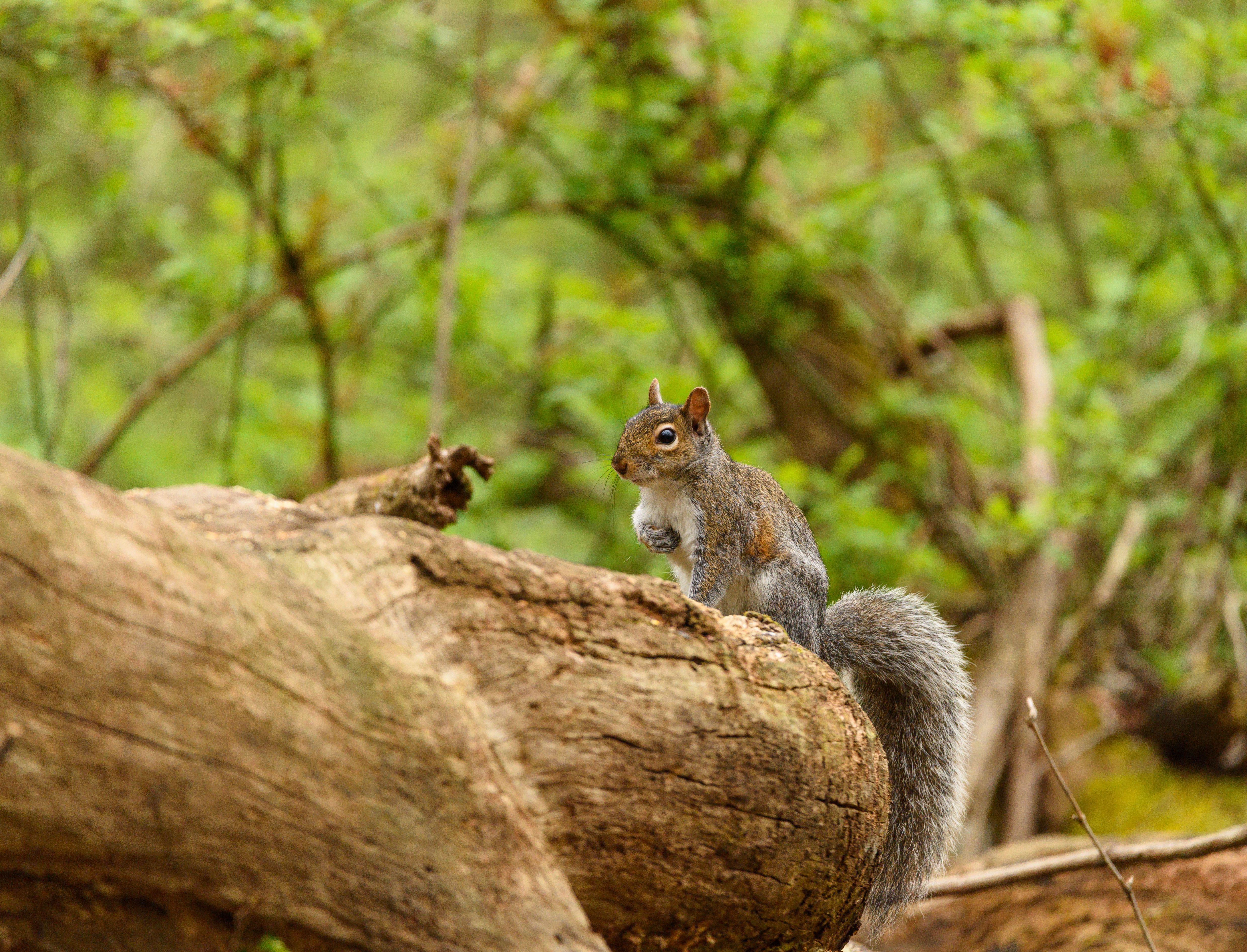Squirrel on a Log in Lush Green Forest · Free Stock Photo