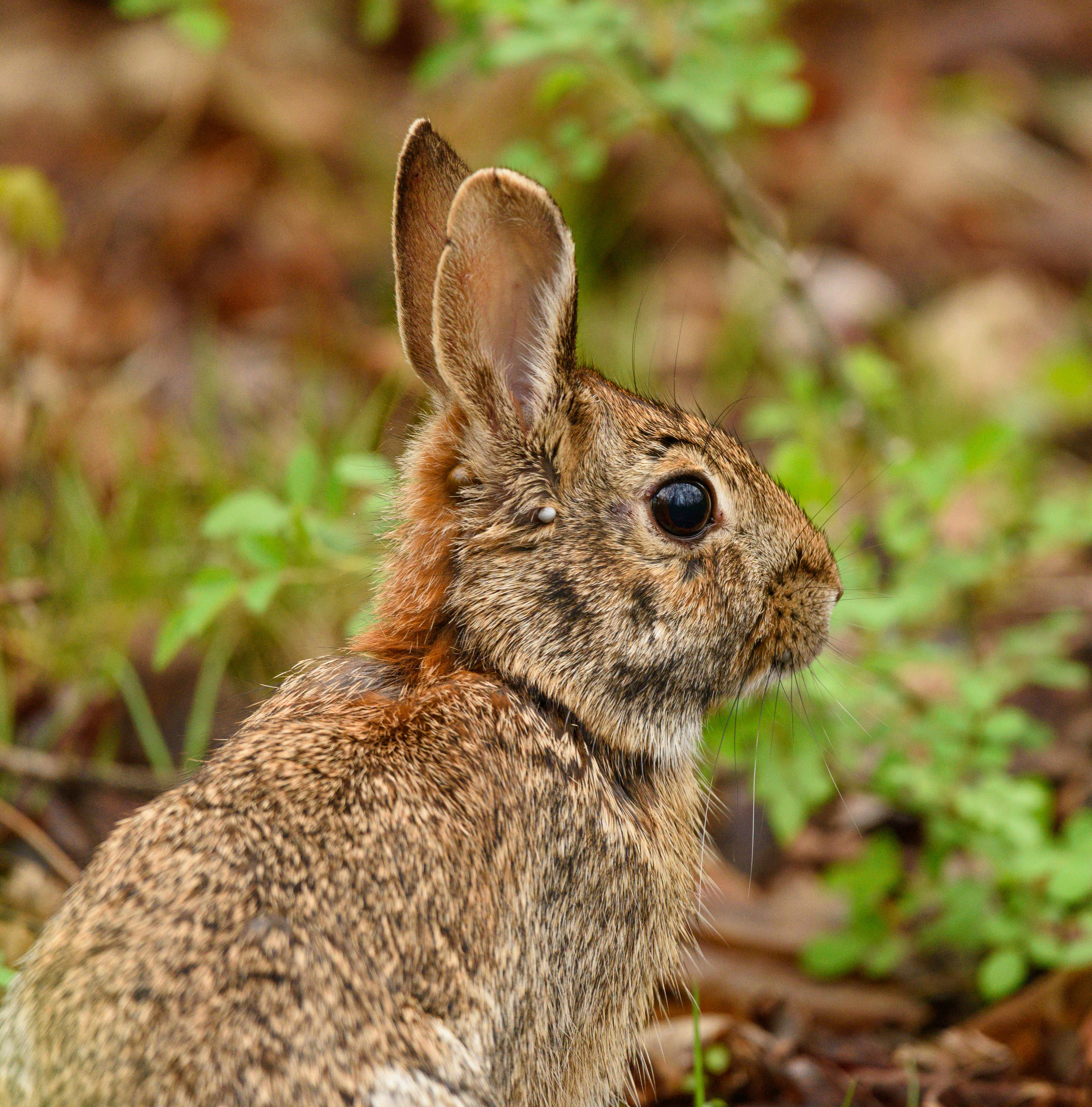 Primer Plano De Un Conejo Salvaje En Su Hábitat Natural · Foto de stock ...