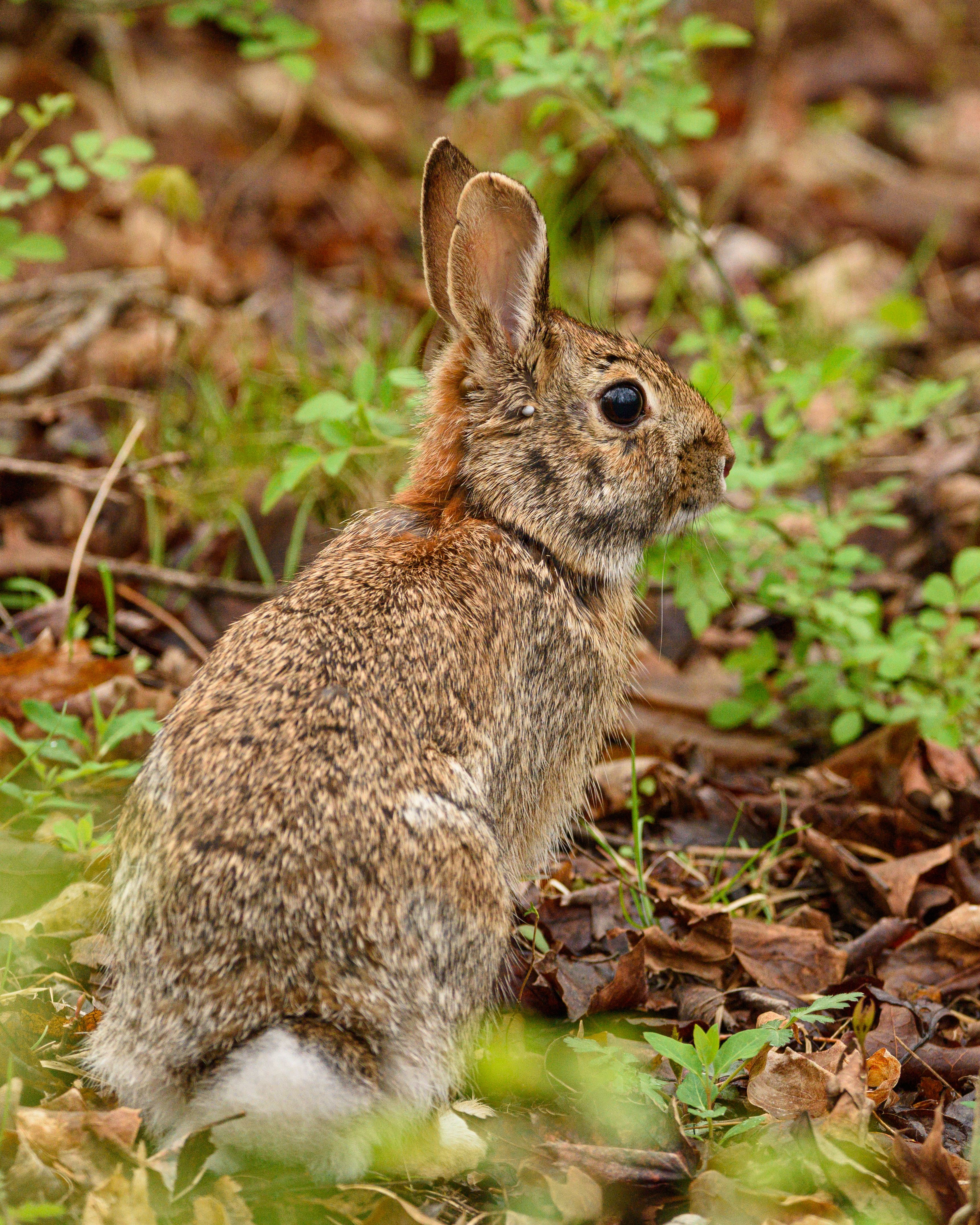 Wild Rabbit in Natural Habitat among Greenery · Free Stock Photo