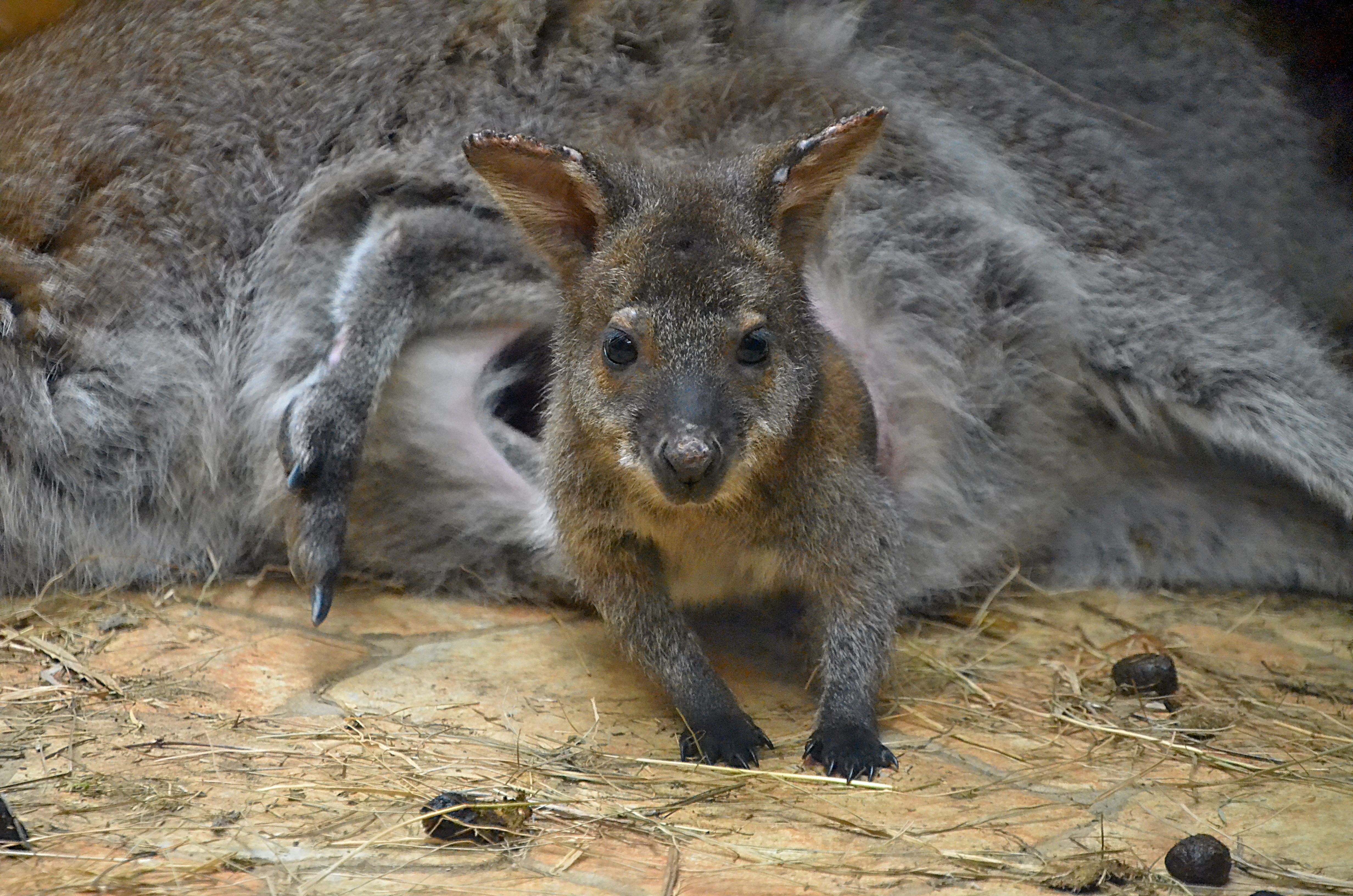 Close-up of a Baby Wallaby in Pouch · Free Stock Photo